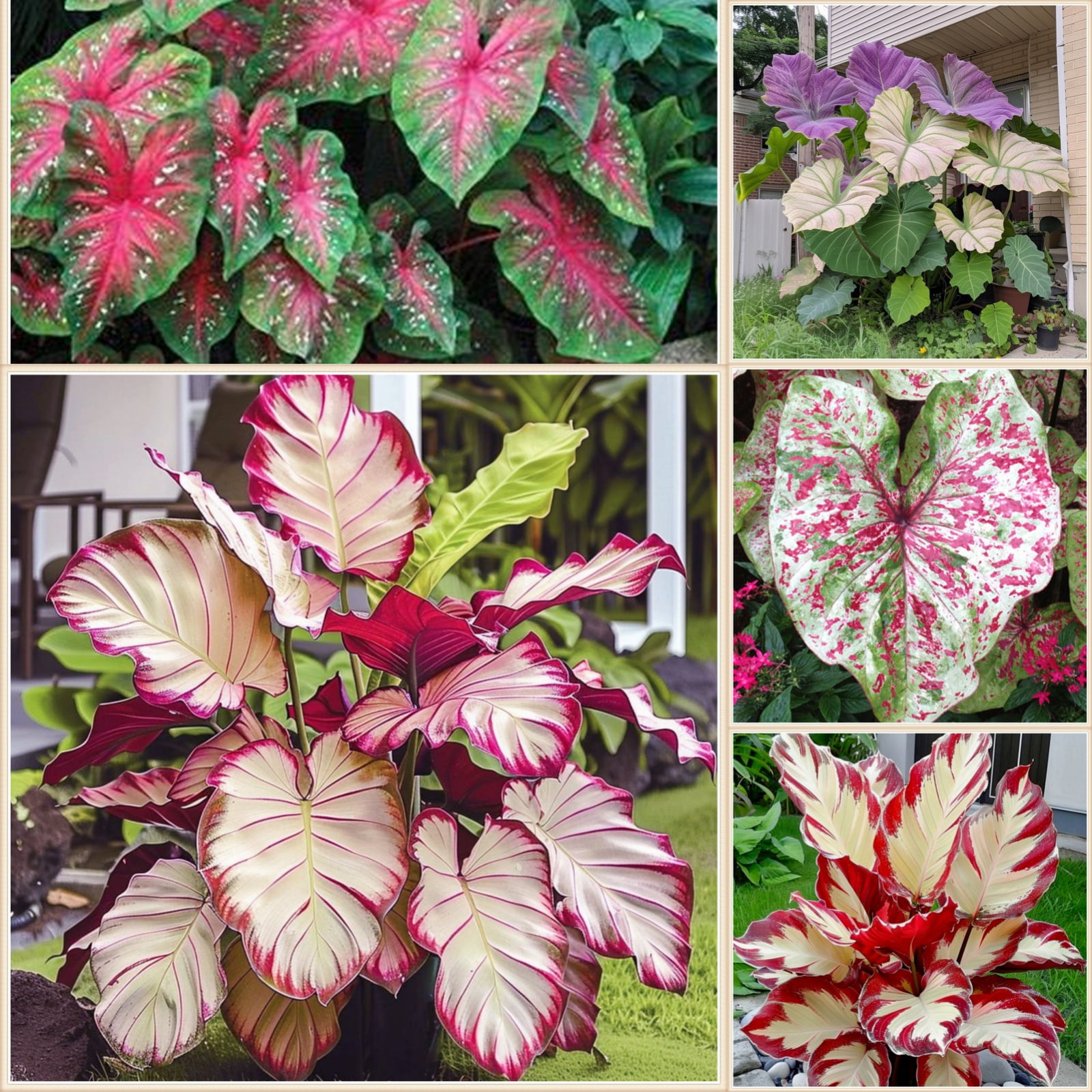 Garden Planting Ornaments [Elephant Ear Plant Mix for Planting ...