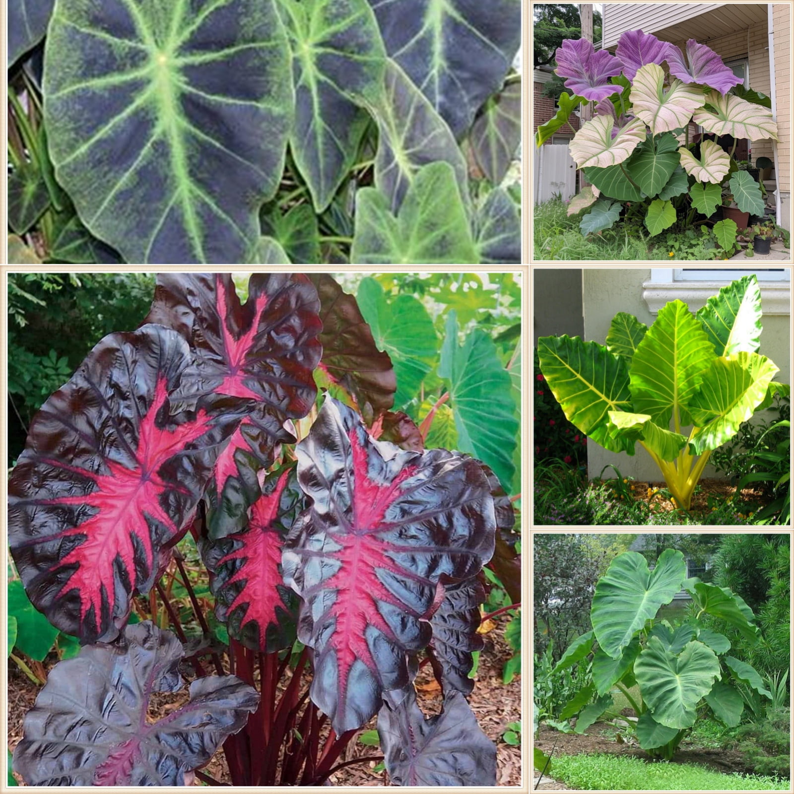 Garden Planting Ornaments [Elephant Ear Plant Mix for Planting ...