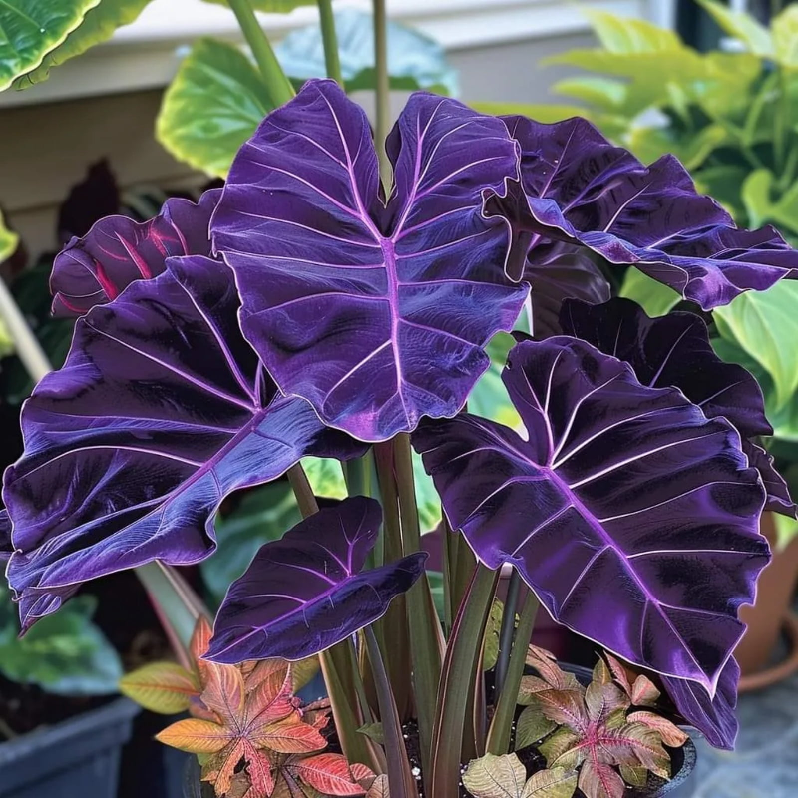 Garden Planting Ornaments [Elephant ear Plant] - Elephant ear Bulk ...