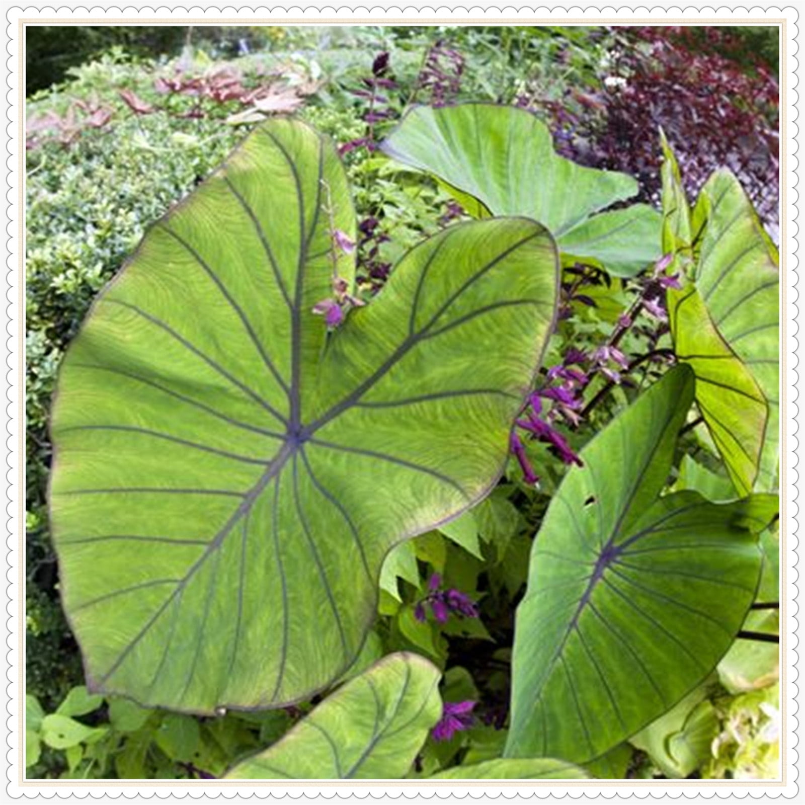 Garden Planting Ornaments - [Elephant ear Plant Mix] - Elephant ear ...