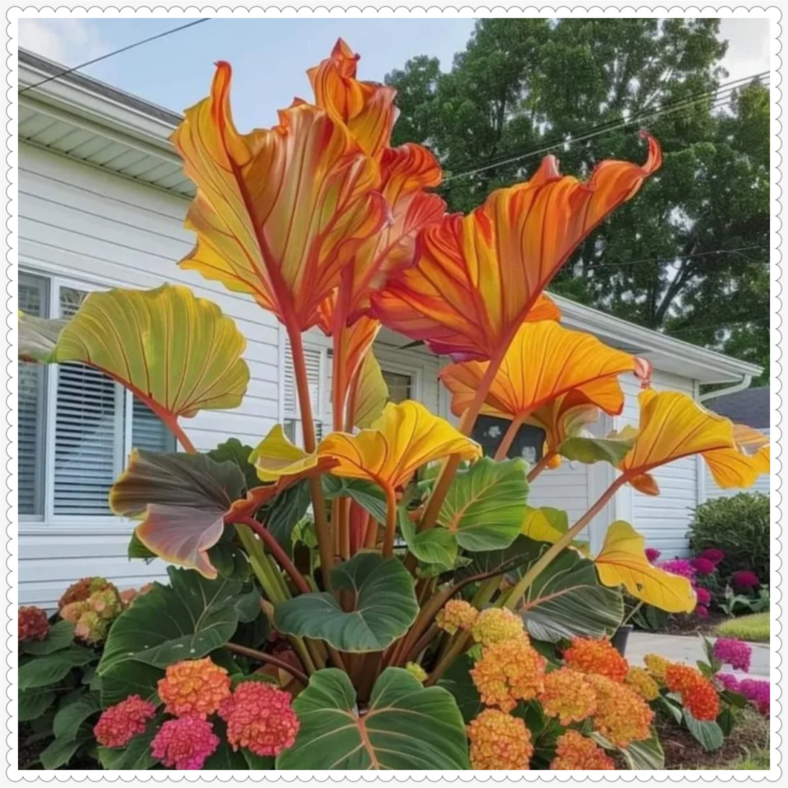 Garden Planting Ornaments - [Elephant ear Plant Mix] - Elephant ear ...