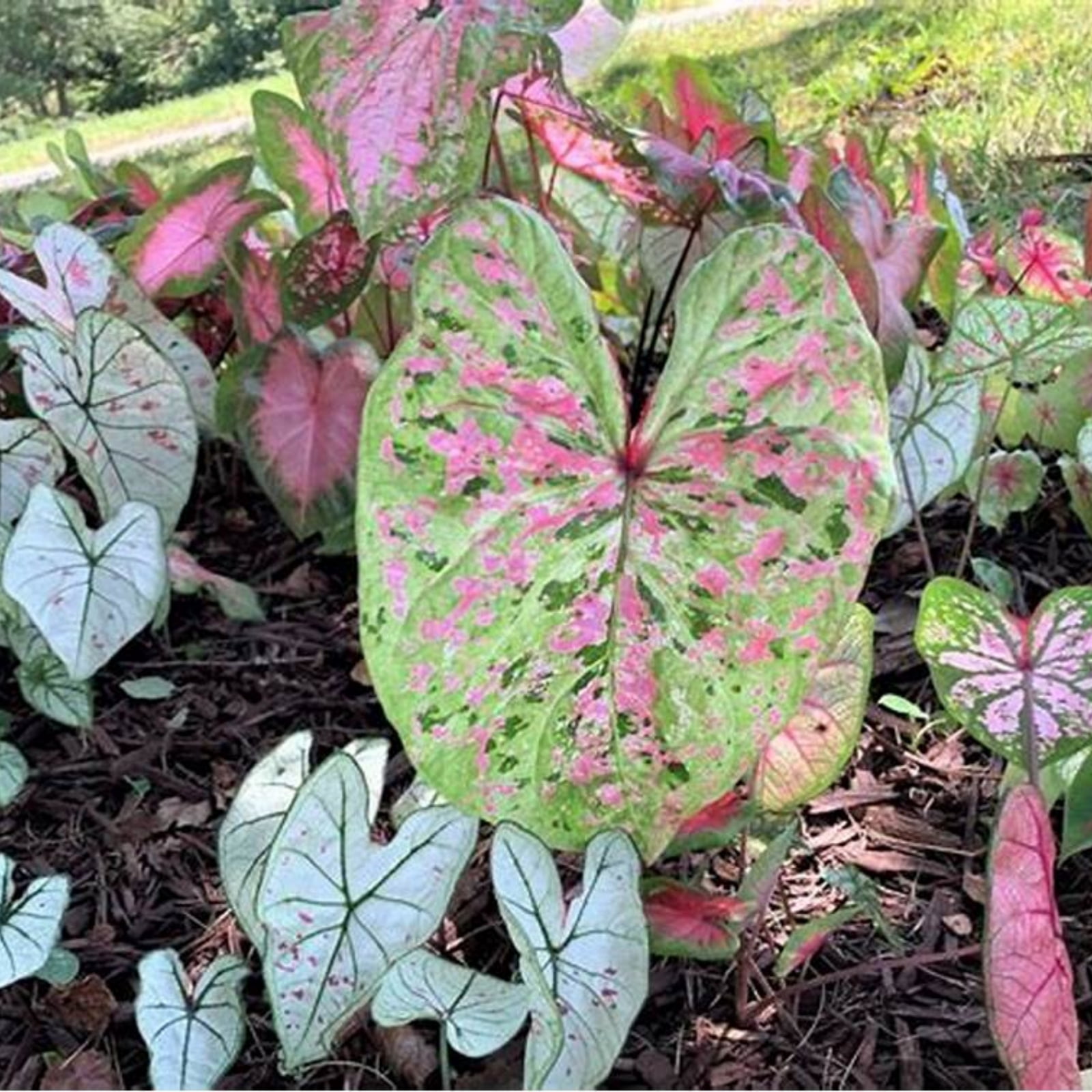 Garden Planting Ornaments [Elephant ear Plant Mix for Sale] - Elephant ...