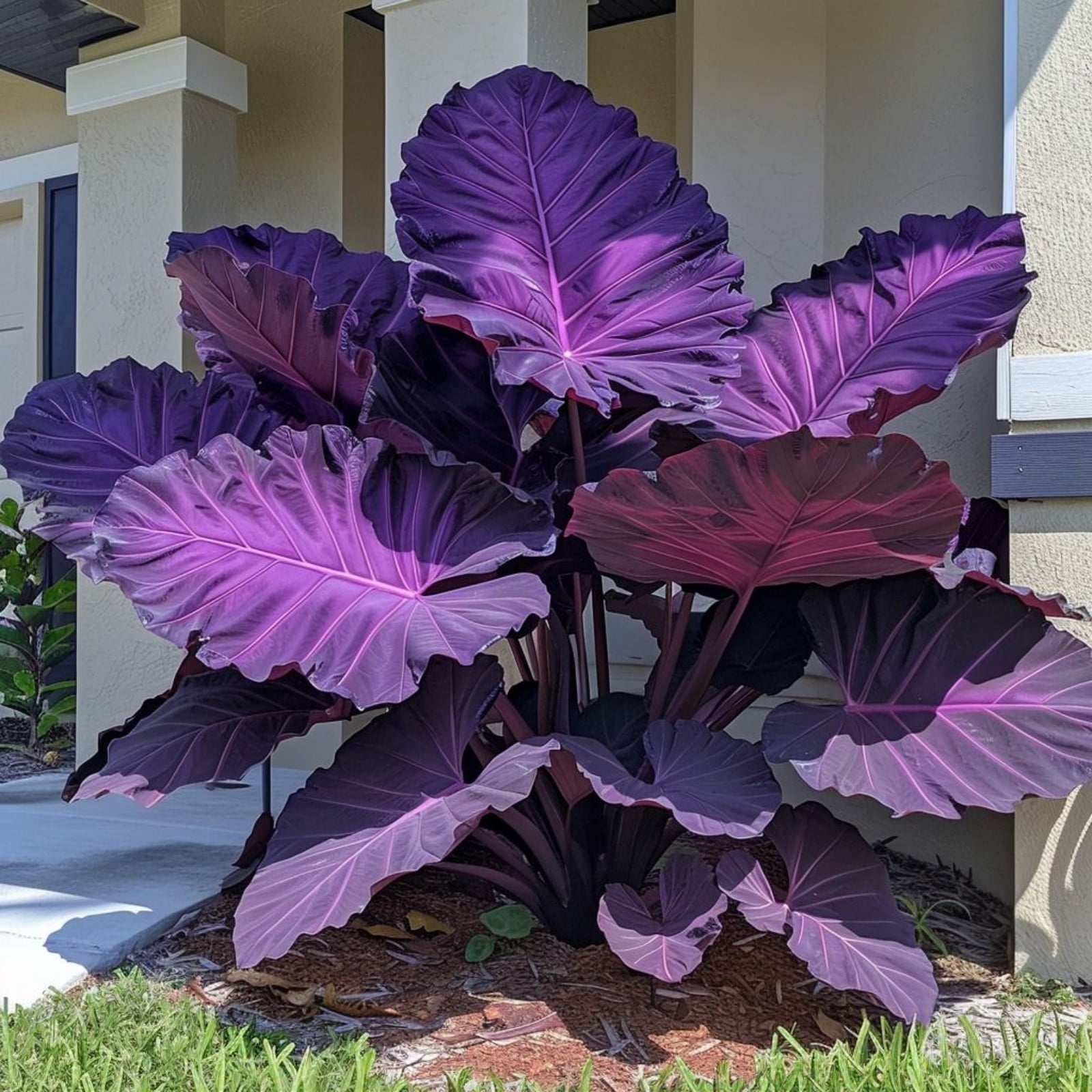 Garden Planting Ornaments [Elephant ear Plant Mix for Sale] - Elephant ...