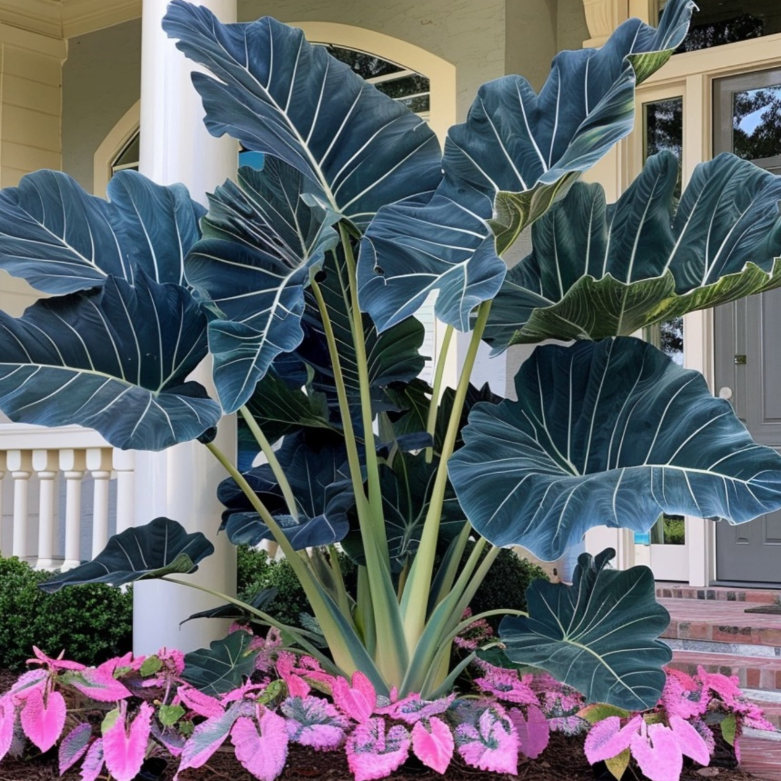 Garden Planting Ornaments [Elephant ear Plant Mix for Sale] - Elephant ...