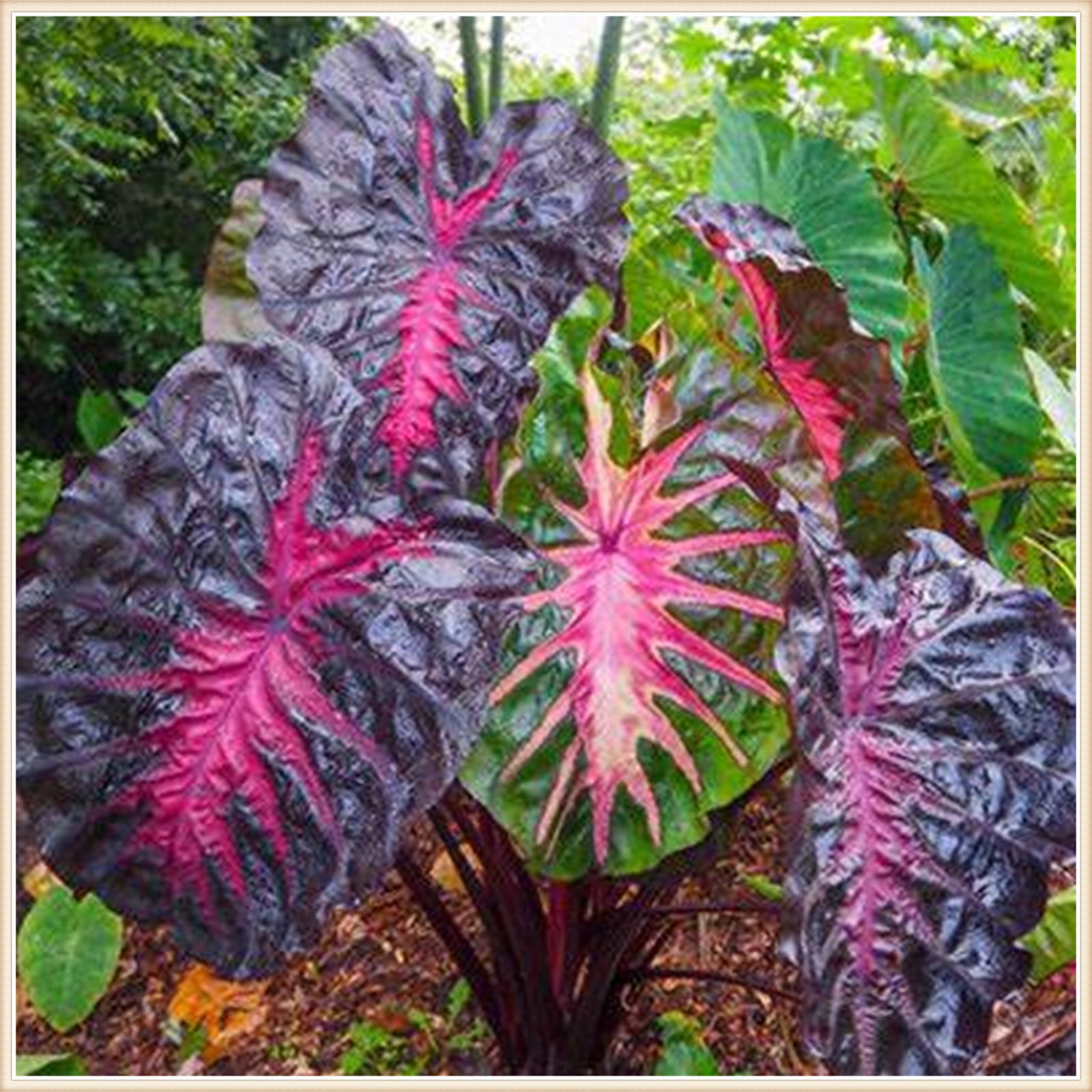 Garden Planting Ornaments [Elephant ear for Planting] Elephant ear Bulk ...