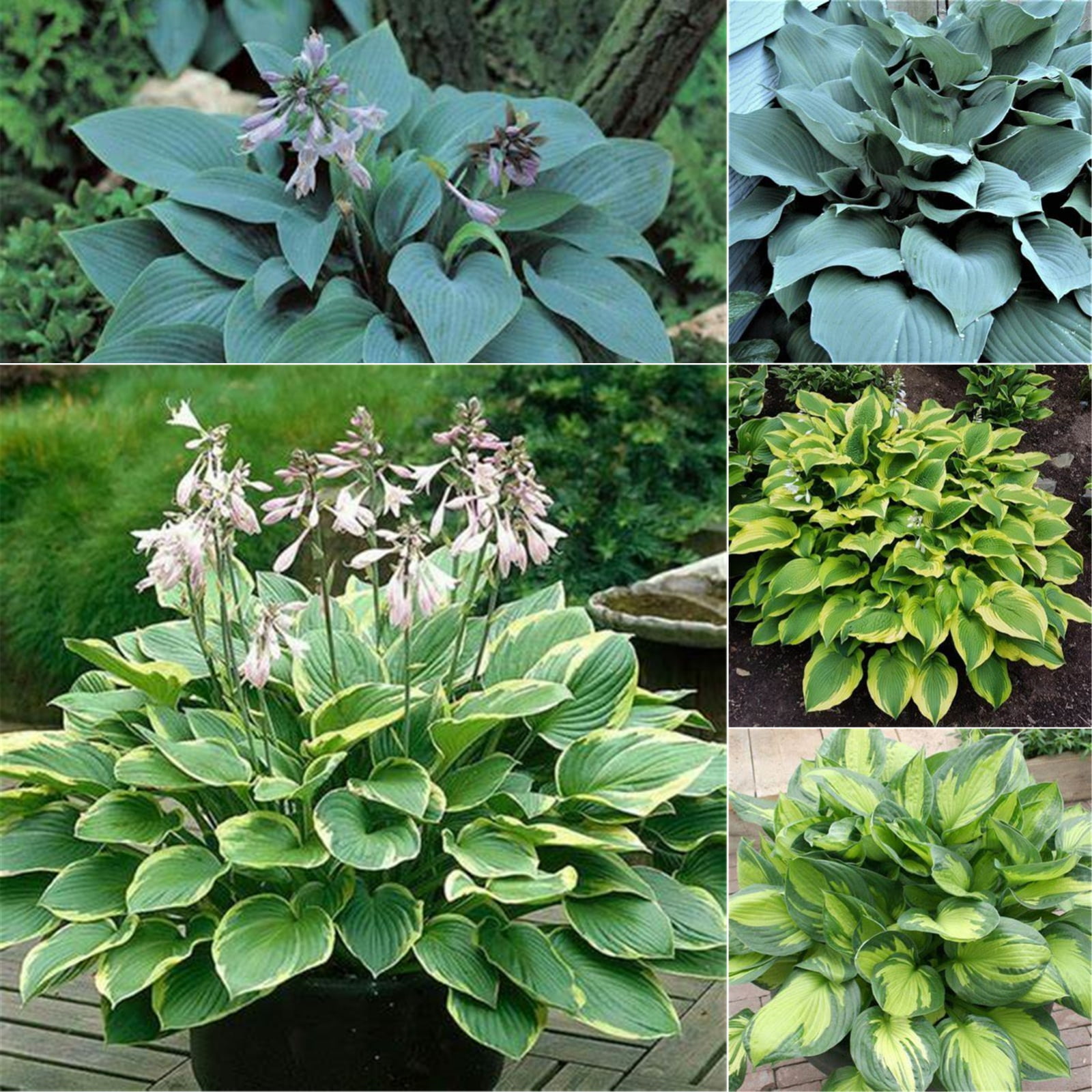 Garden Planting Ornaments [Hosta Mix Bulk] Hosta for Planting Courtyard ...