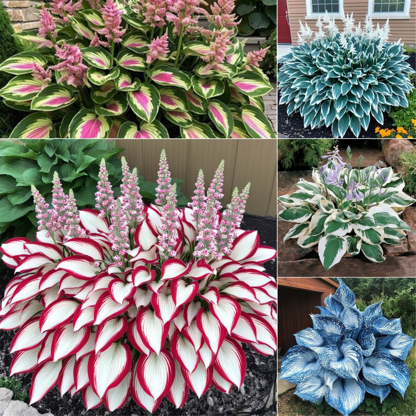 Garden Planting Ornaments [Hosta Mix Bulk] Hosta for Planting Courtyard ...