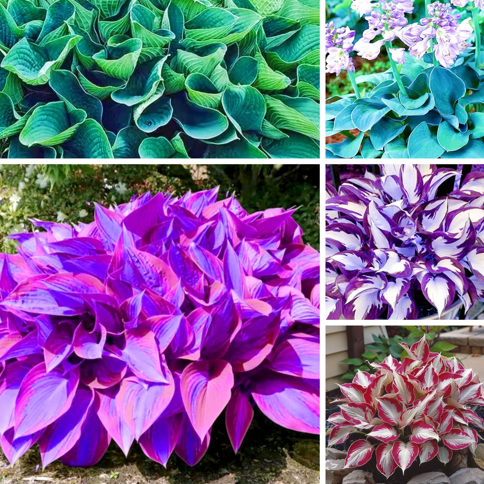Garden Planting Ornaments [Hosta Mix for Planting Bulk] Courtyard ...