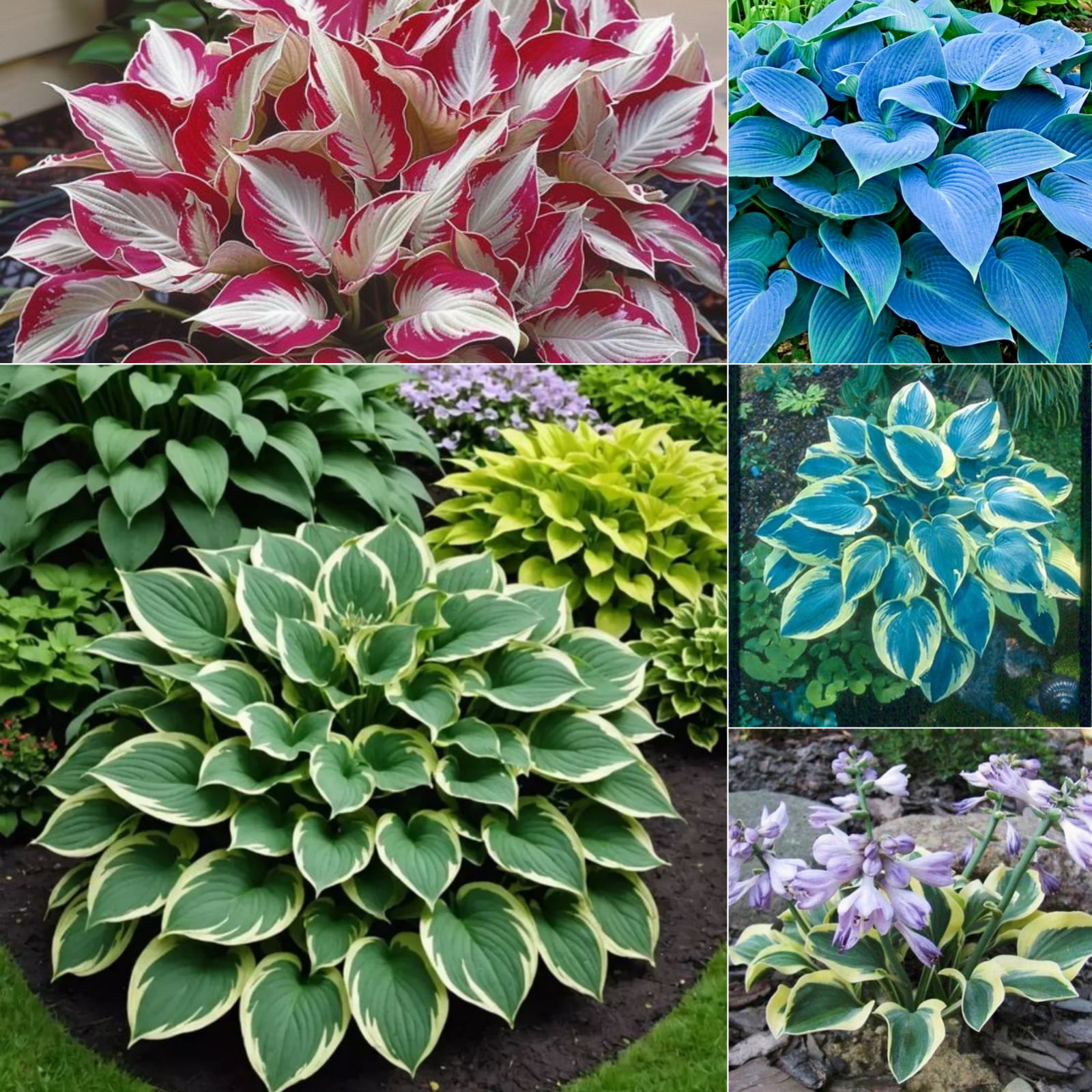 Garden Planting Ornaments [Hosta Mix for Planting Bulk] Courtyard ...