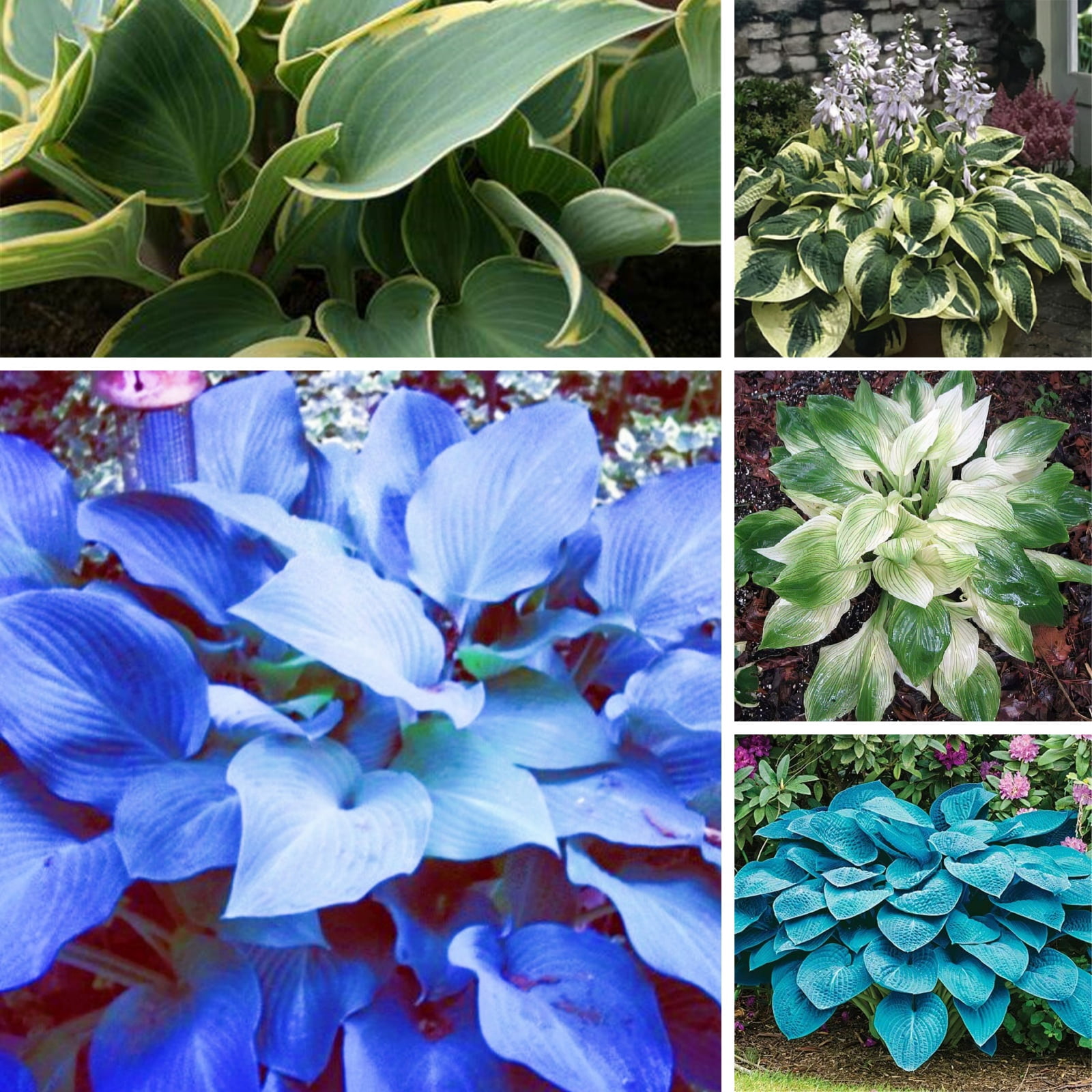 Garden Planting Ornaments [Hosta Mix for Planting Bulk] Courtyard ...