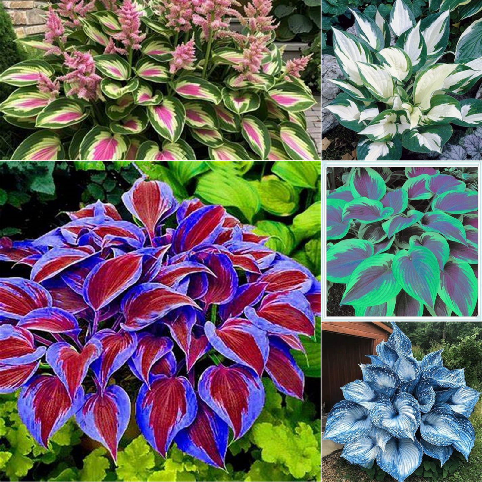 Garden Planting Ornaments [Hosta Mix for Planting Bulk] Courtyard ...