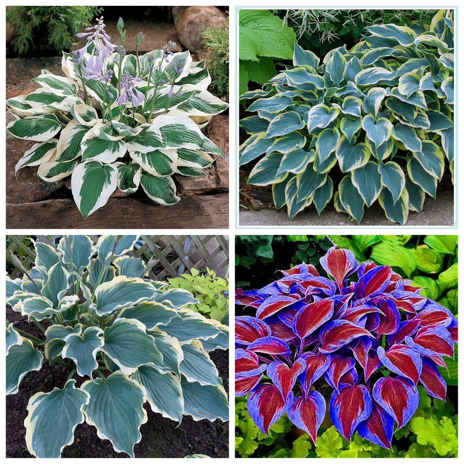 Garden Planting Ornaments [Hosta Mix for Planting] Courtyard decoration ...