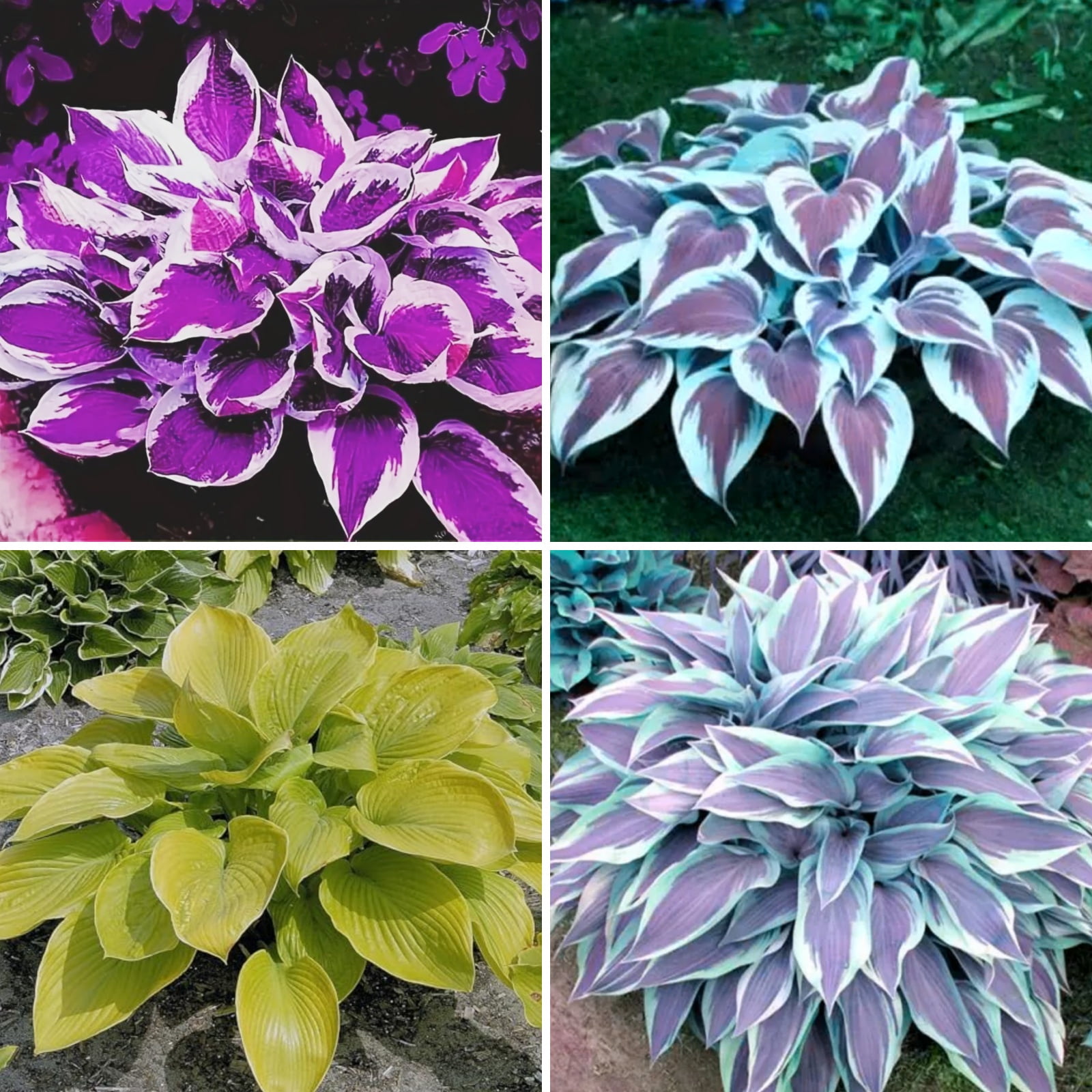Garden Planting Ornaments [Hosta Mix for Planting] Hosta Bulk Courtyard ...