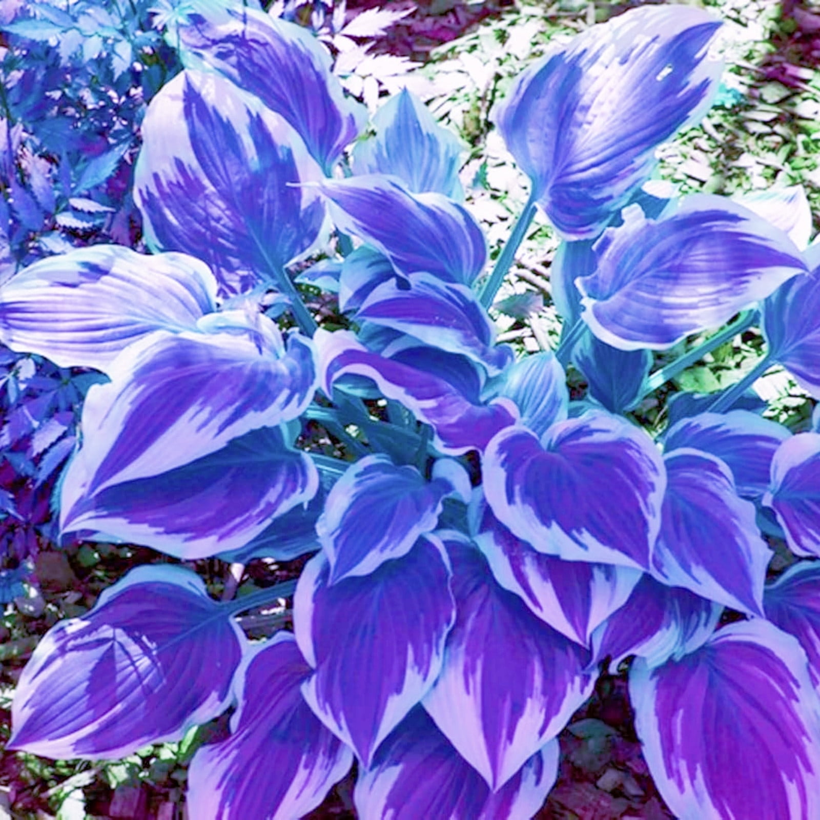 Garden Planting Ornaments [Hosta Mix for Planting] Hosta Bulk Courtyard ...