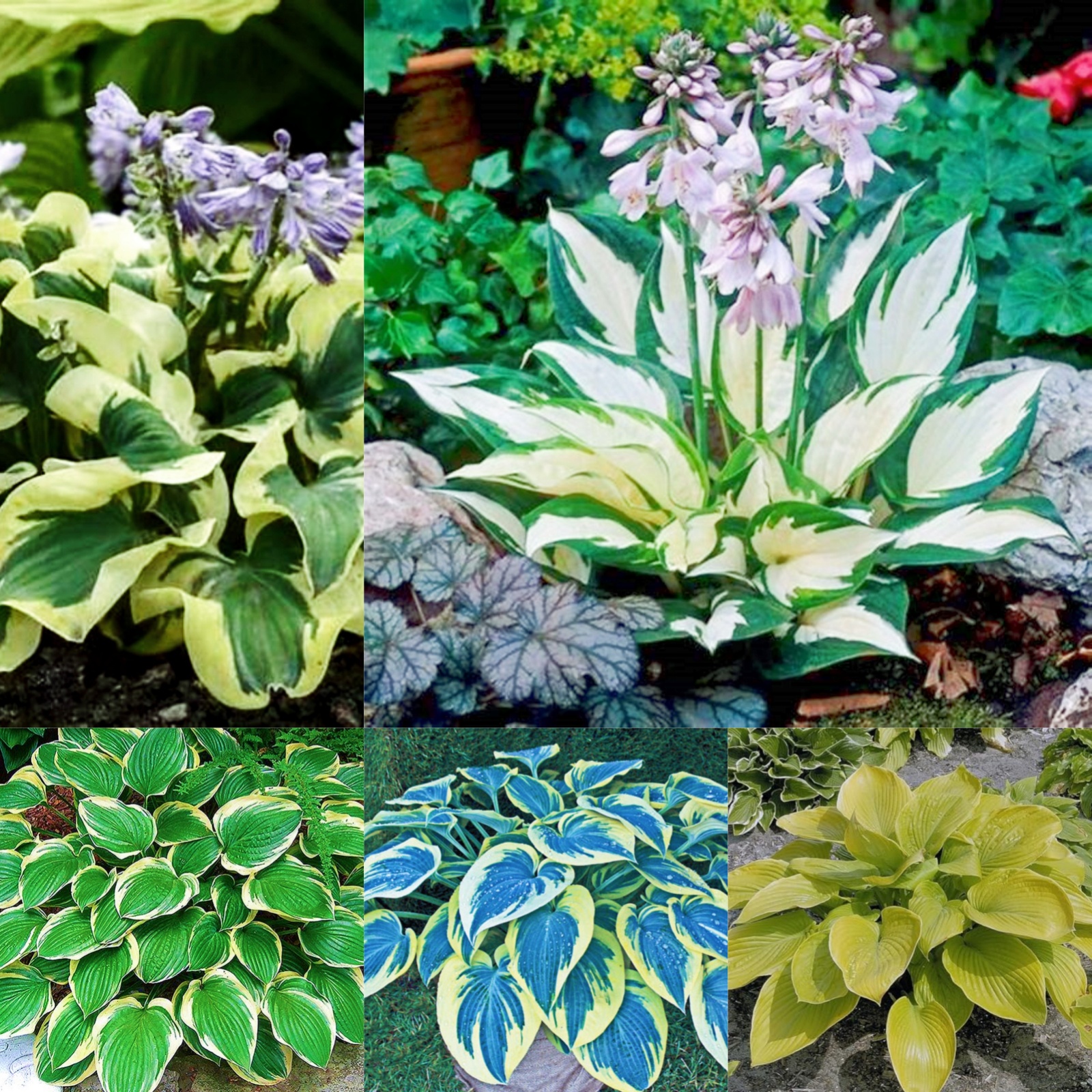 Garden Planting Ornaments [Hosta Mix for Planting] Hosta for Sale ...