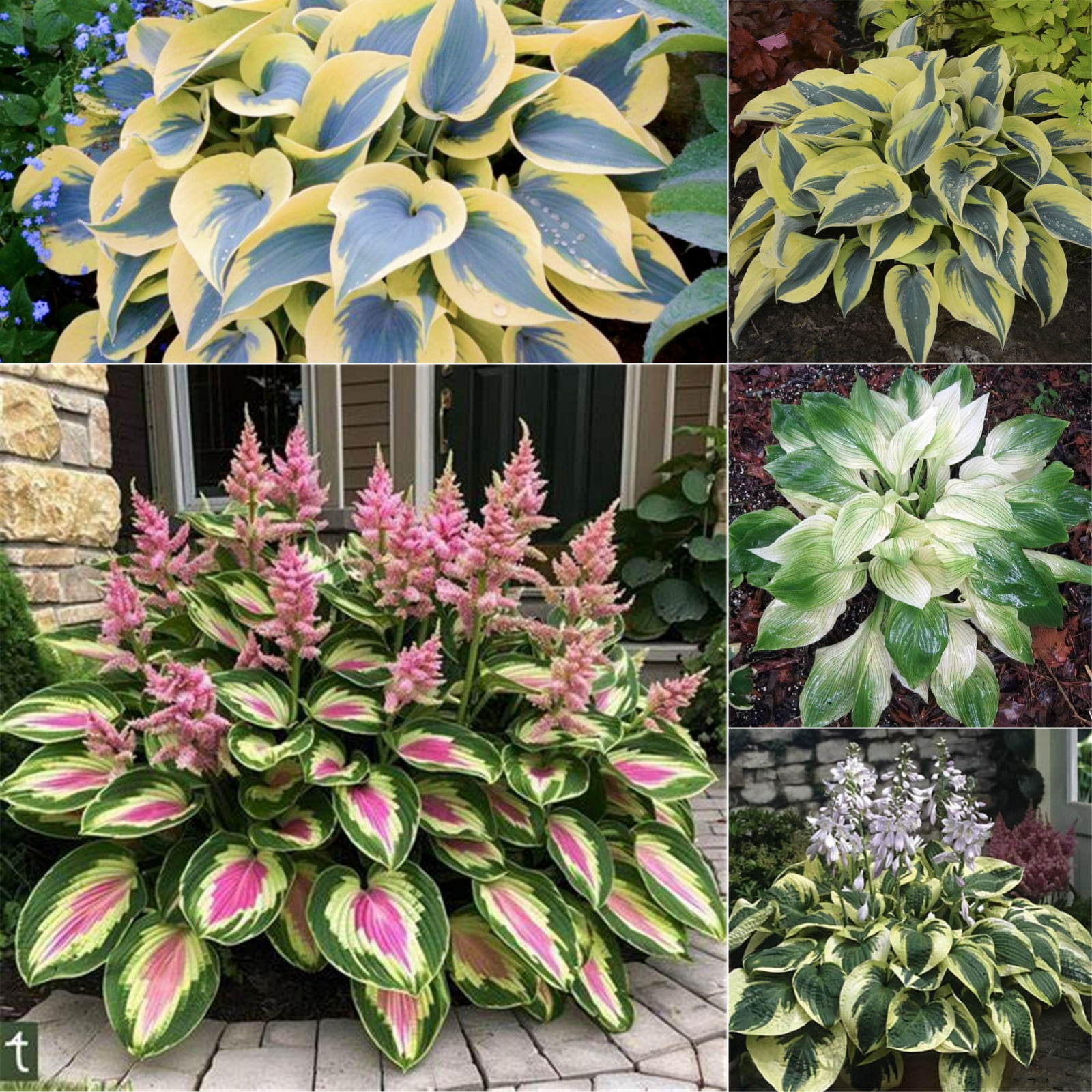Garden Planting Ornaments [Hosta Mix for Sale] Hosta Bulk Courtyard ...