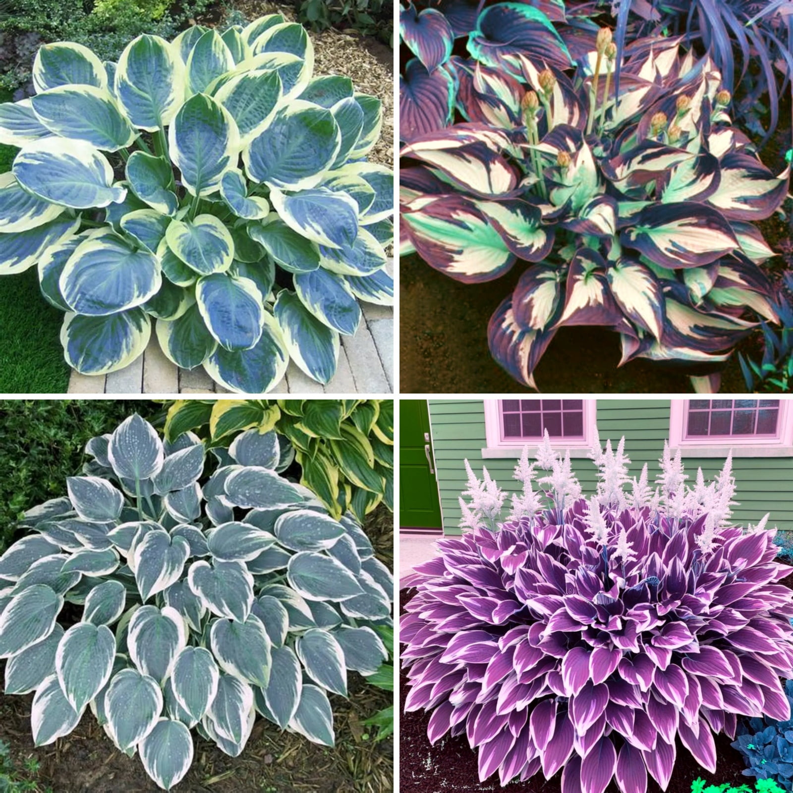 Garden Planting Ornaments [Hosta Mix for Sale] Hosta Plant bulk ...