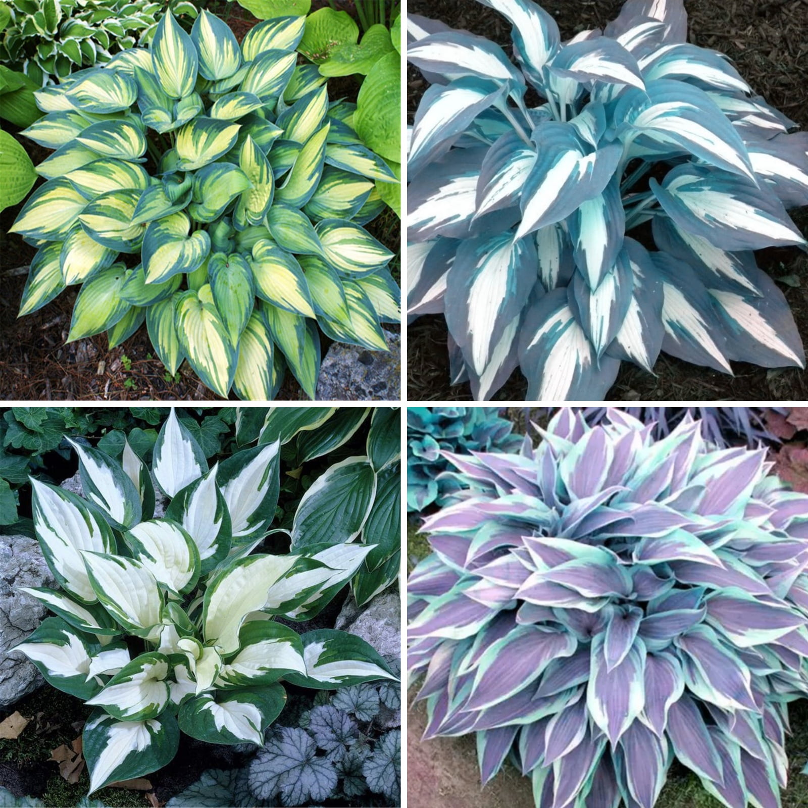 Garden Planting Ornaments [Hosta Plant Bulk Mix for Planting] - Hosta ...