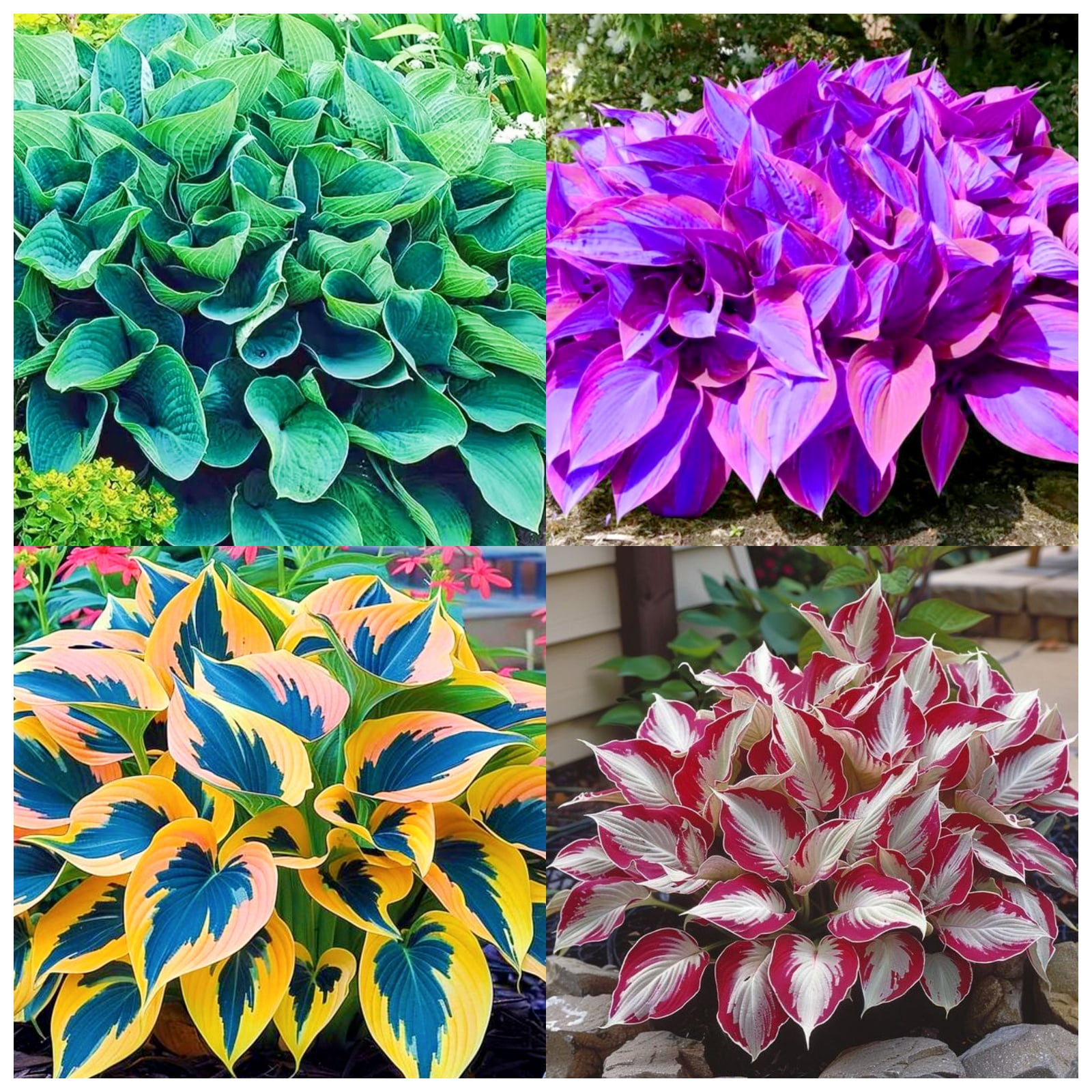 Garden Planting Ornaments [Hosta Plant Mix Bulk] - Hosta Plant for Sale ...