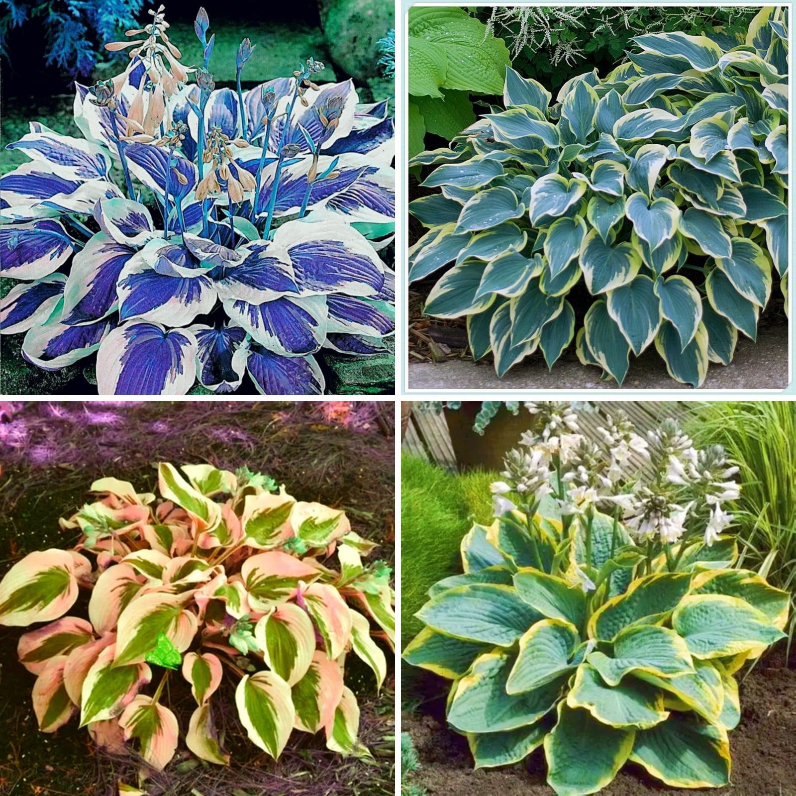 Garden Planting Ornaments [Hosta Plant Mix for Planting] - Hosta Plant ...