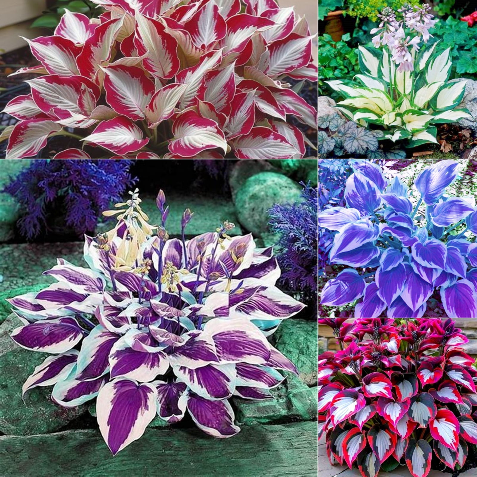 Garden Planting Ornaments [Hosta Plant Mix for Planting] - Hosta Plant ...