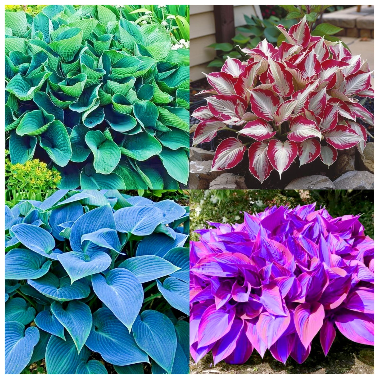 Garden Planting Ornaments [Hosta Plant for Planting] - Hosta Plant for ...