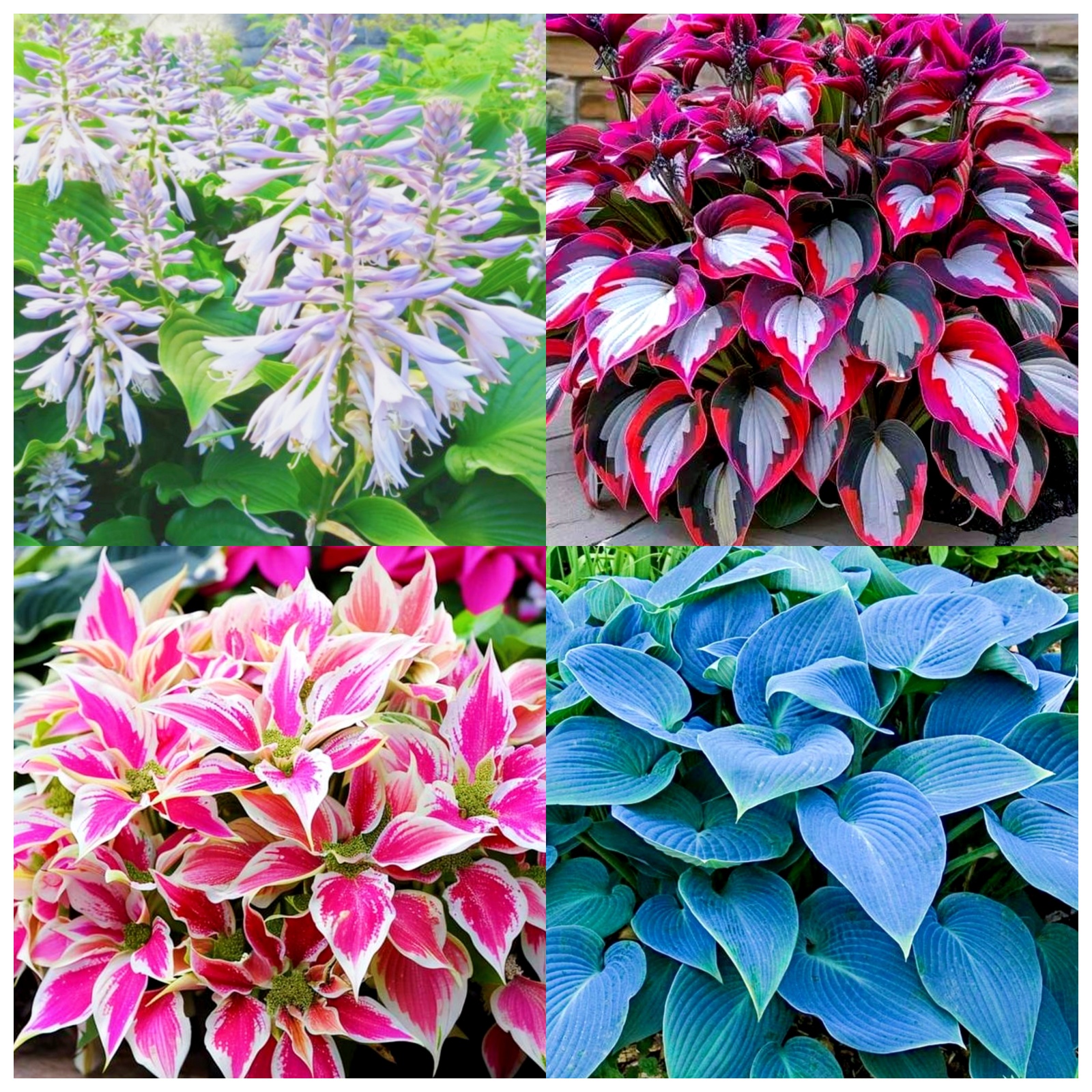 Garden Planting Ornaments [Hosta Plant for Planting] - Hosta Plant for ...
