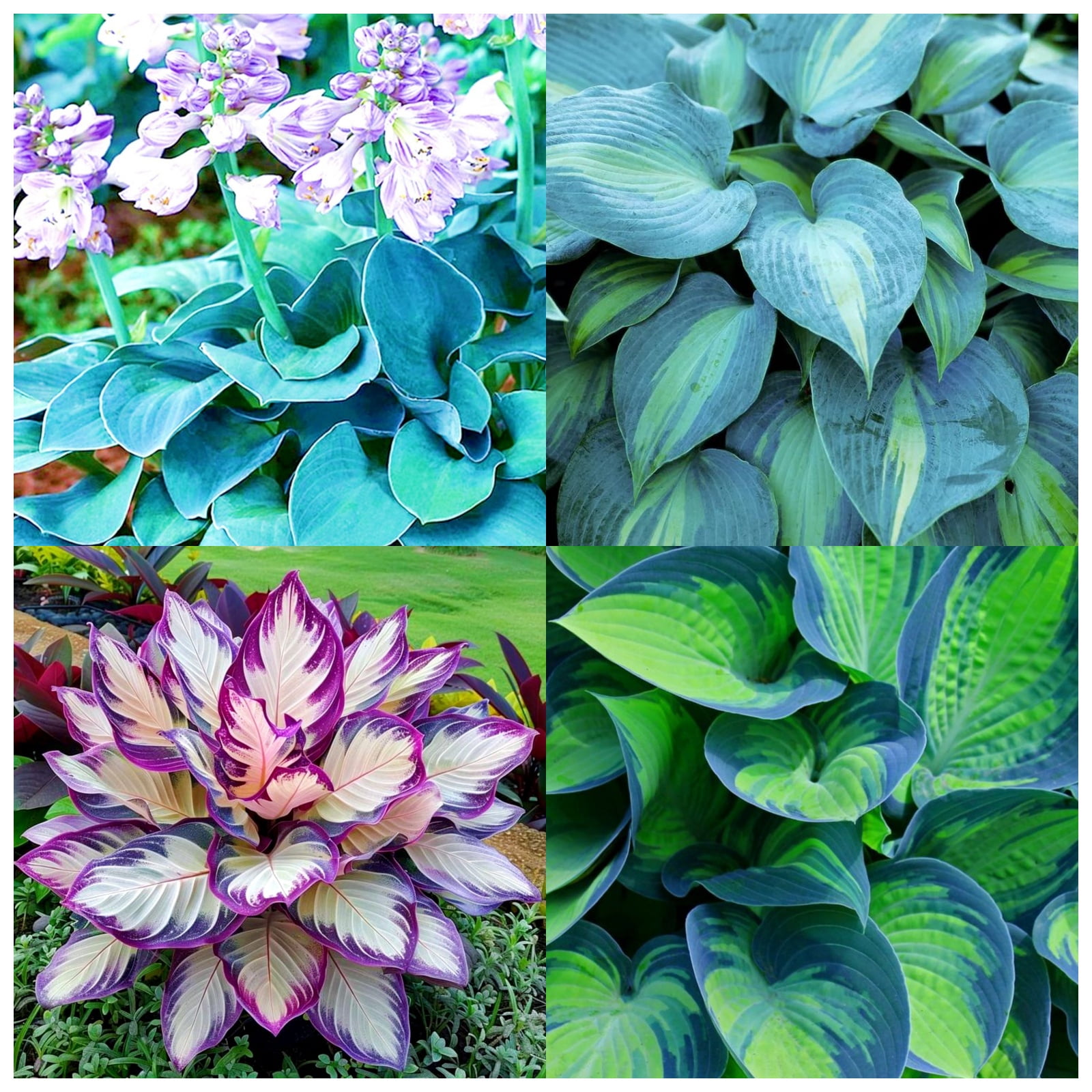 Garden Planting Ornaments [Hosta Plant for Planting] - Hosta Plant for ...