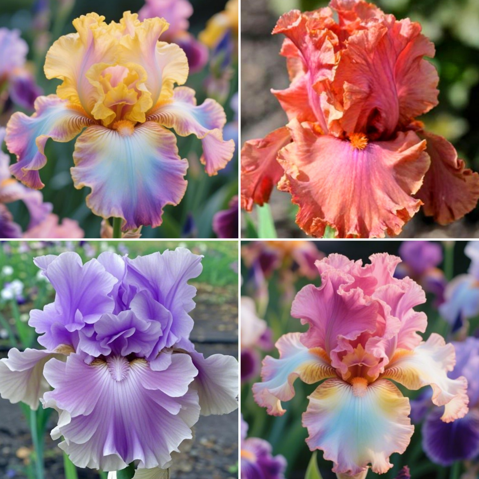 Garden Planting Ornaments- [Iris Mix for Planting] - Iris Bulk Mix ...