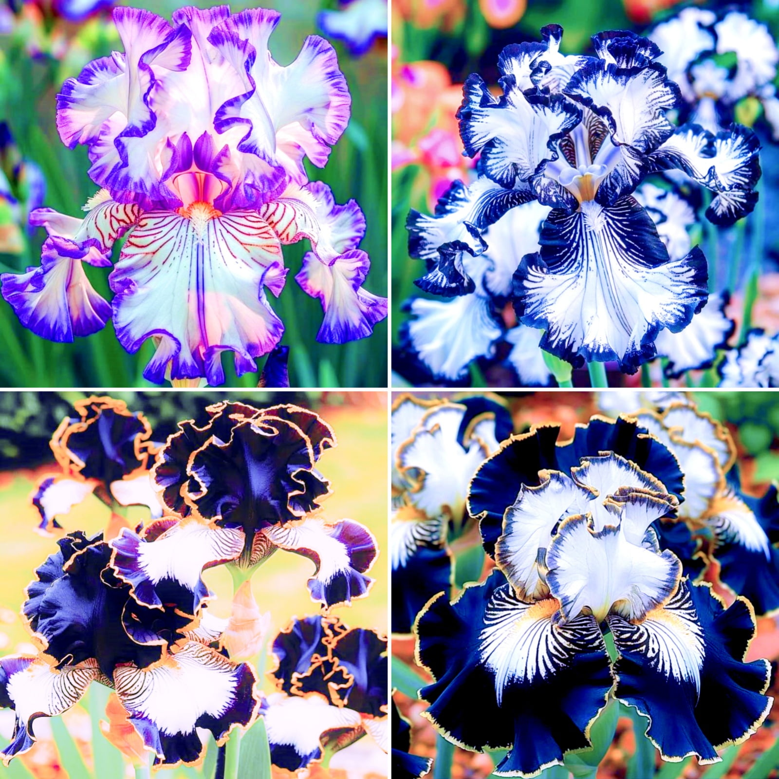 Garden Planting Ornaments- [Iris Mix for Planting] - Iris Bulk Mix ...