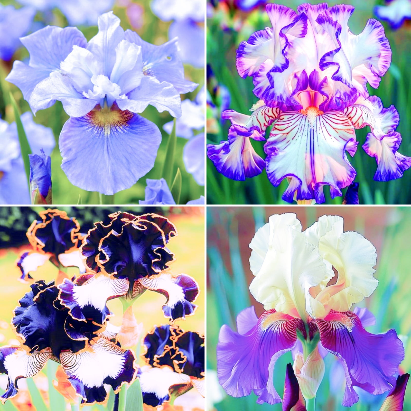 Garden Planting Ornaments- [Iris Mix for Planting] - Iris Mix for Sale ...