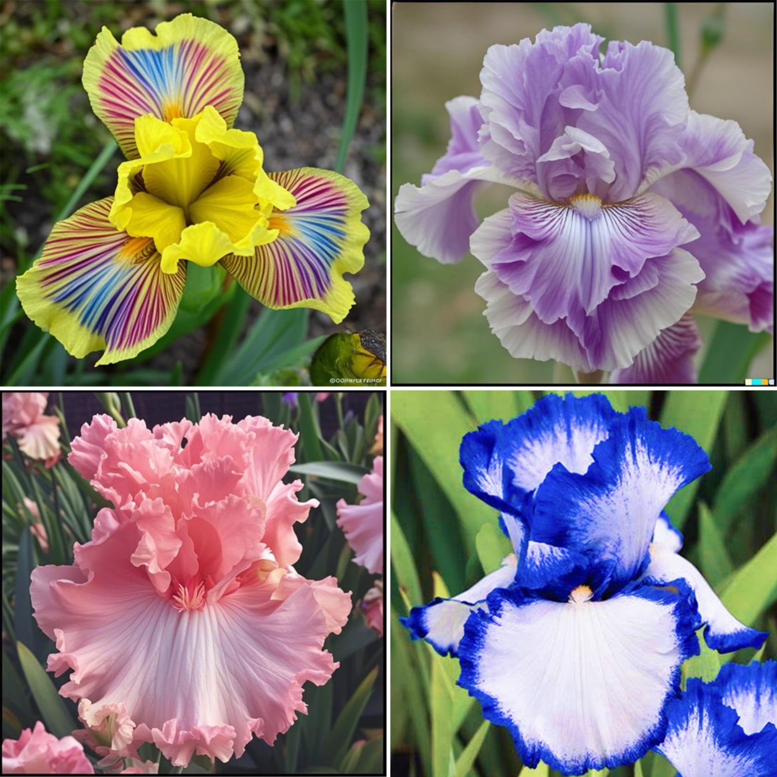 Garden Planting Ornaments- [Iris Mix for Planting] - Iris Mix for Sale ...
