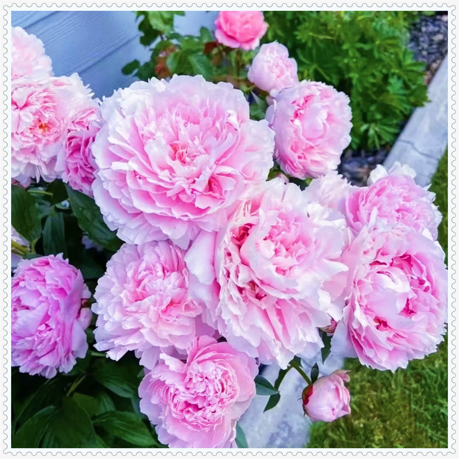Garden Planting Ornaments- [Peony Bulk] - Peony Mix - Courtyard ...