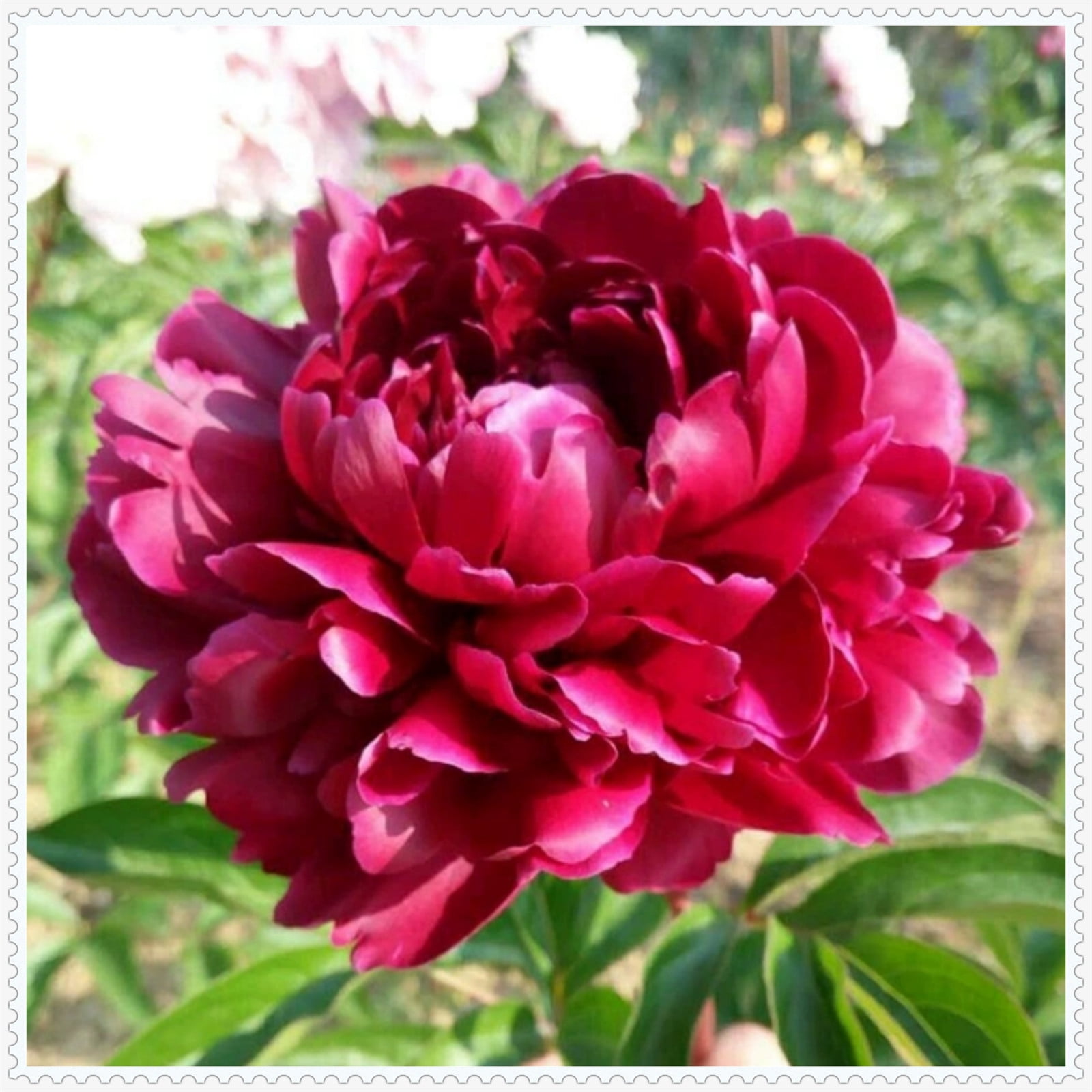 Garden Planting Ornaments- [Peony Mix for Planting] - Peony Bulk Mix ...