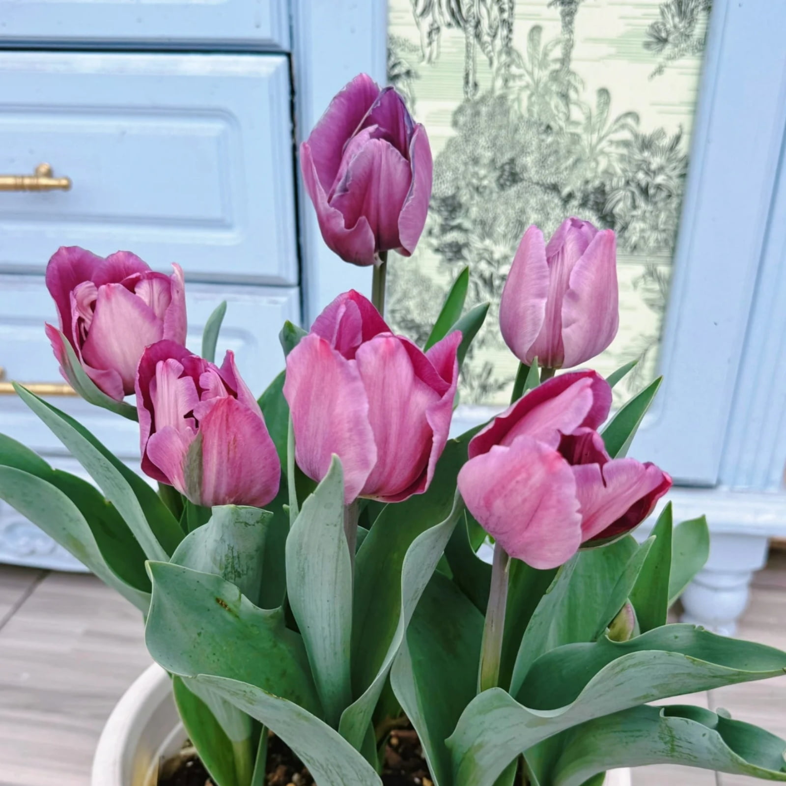Garden Planting Ornaments- [Tulip Bulk for Planting] - Tulip Mix for ...