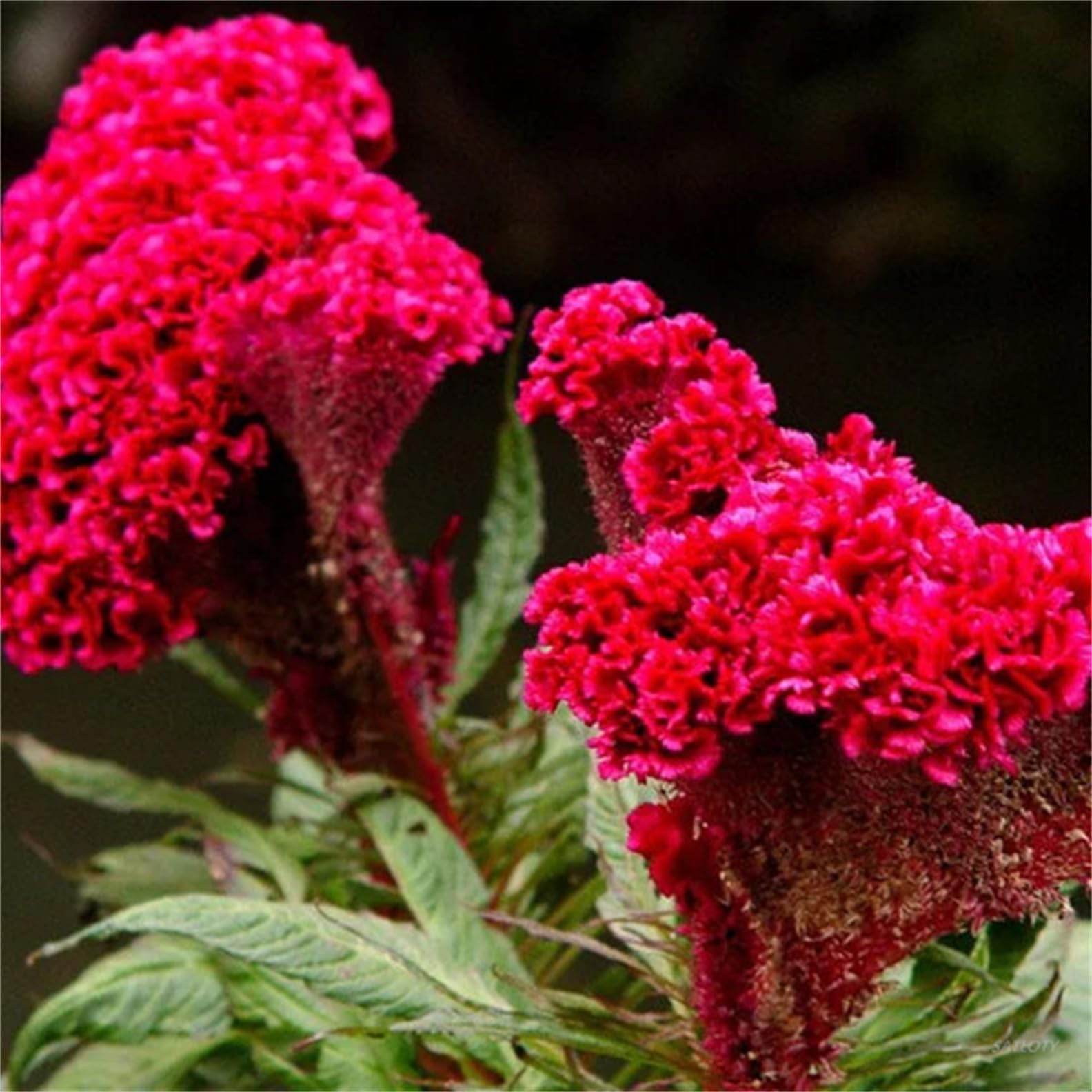 Garden Plants Flower Seeds 300+ Red Cockscomb H2FSDCelosia Flower Seeds ...