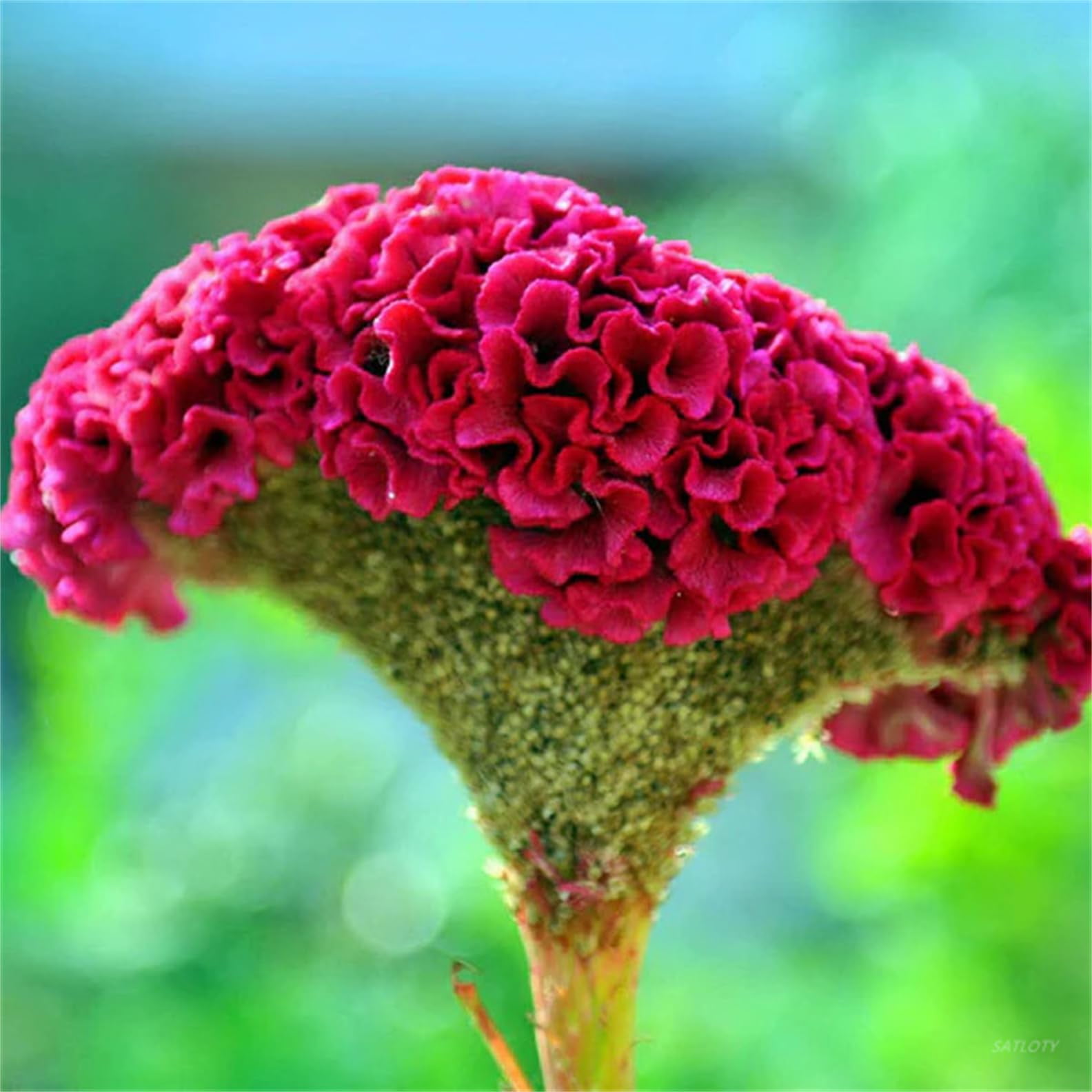 Garden Plants Flower Seeds 300+ Red Cockscomb MHD1Celosia Flower Seeds ...