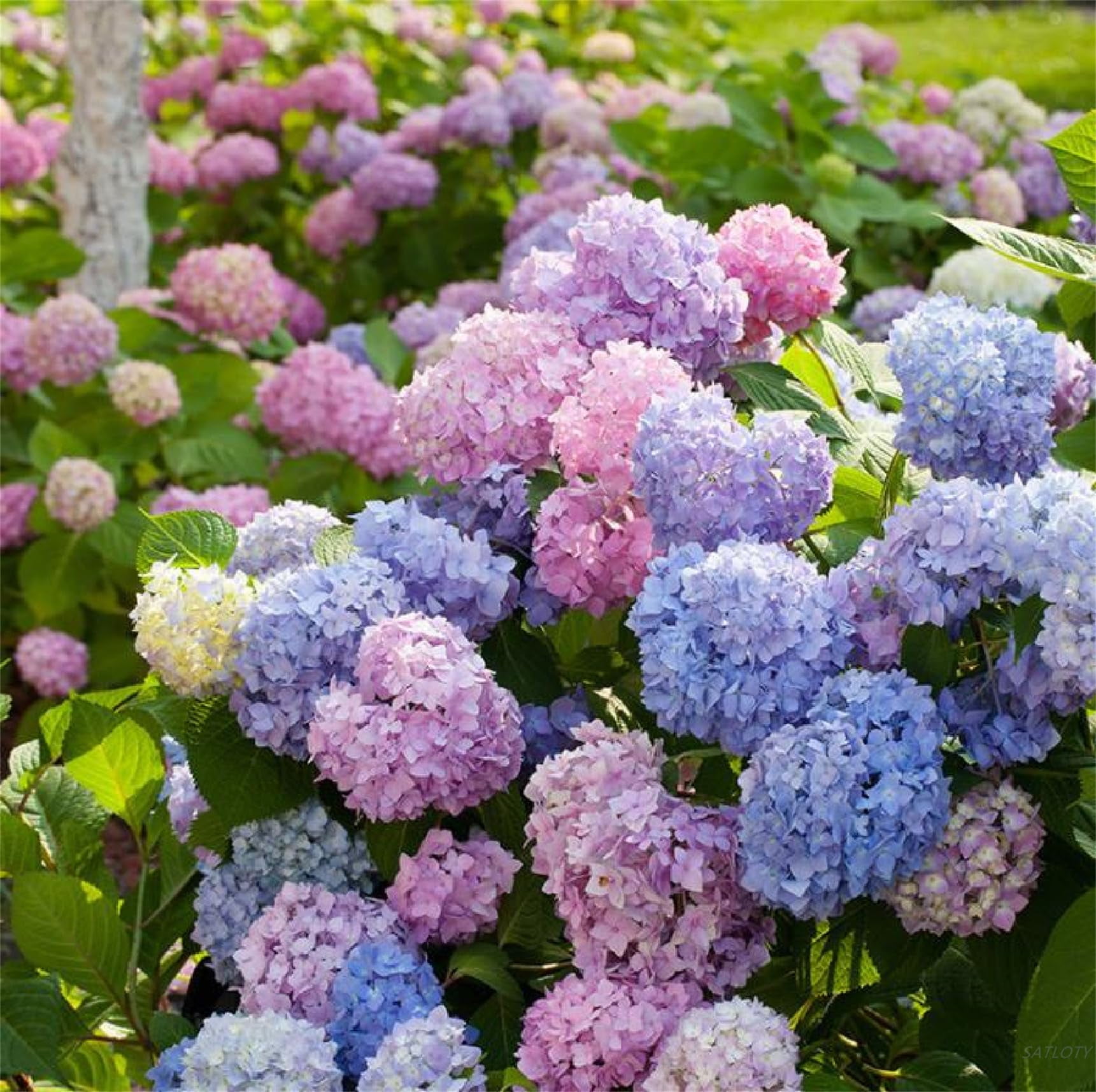 Garden Plants Flower Seeds 50 Pcs Beautiful Garden Potted Mixed Color ...