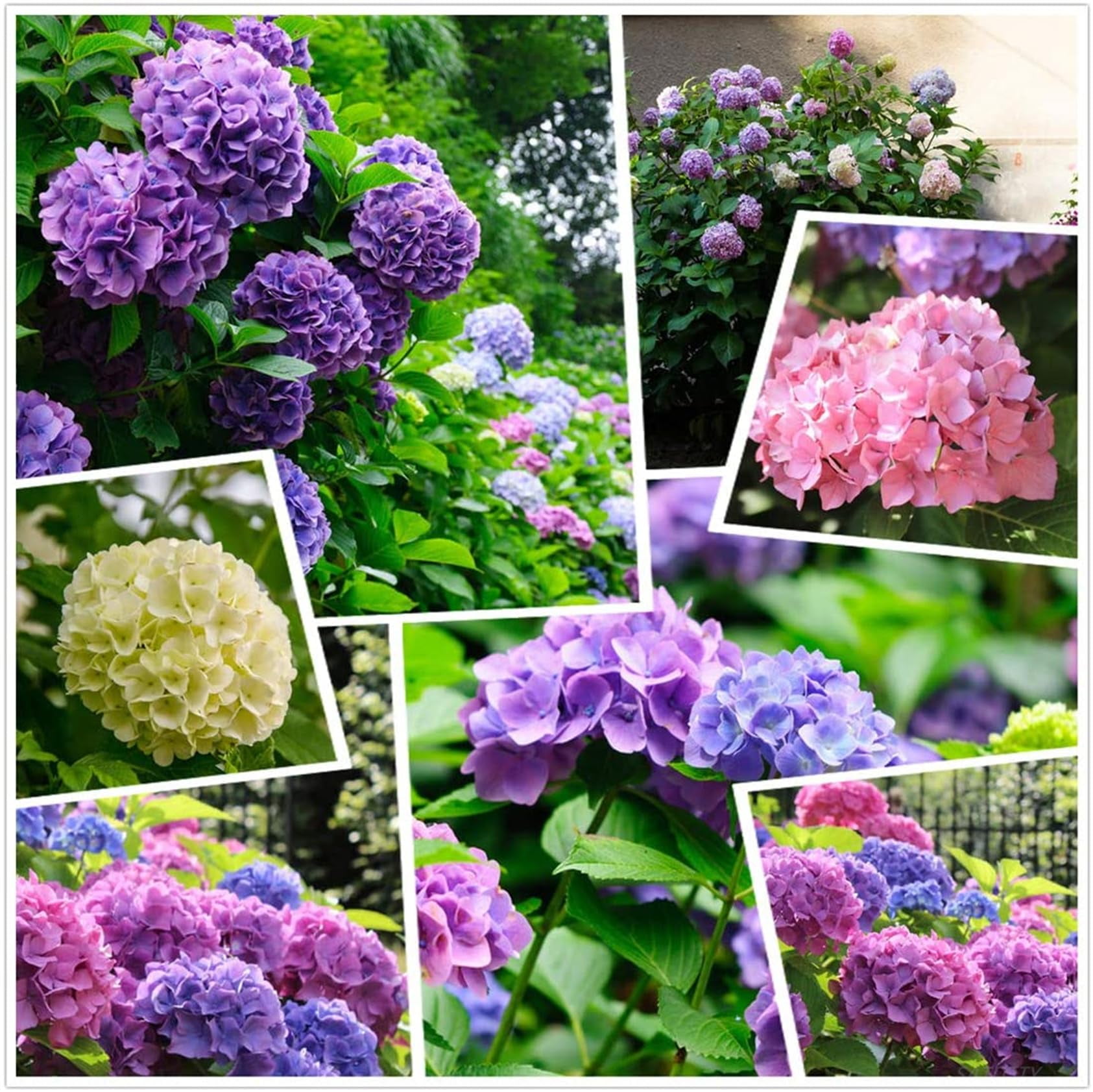 Garden Plants Seeds Large Hydrangea Seeds NSD3 50+ Color-Changing ...
