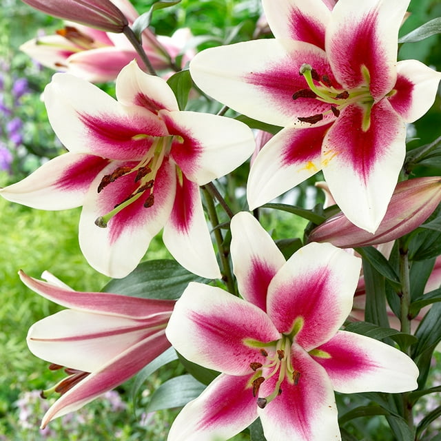 Garden Pleasure Orienpet Lilies Flower Bulbs - 3 Lily Bulbs per Pack - Pleasantly Scented ...