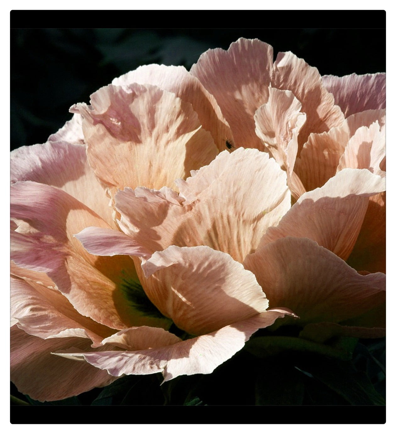 Garden Professional (Peony for Planting ) Simple to Grow Indoor or ...