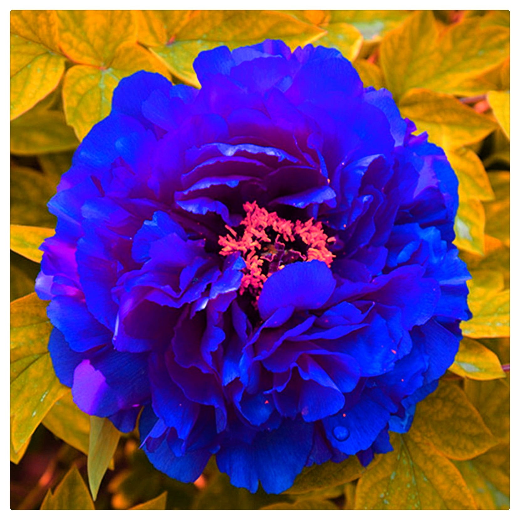 Garden Professional (Peony for Planting ) Simple to Grow Indoor or ...