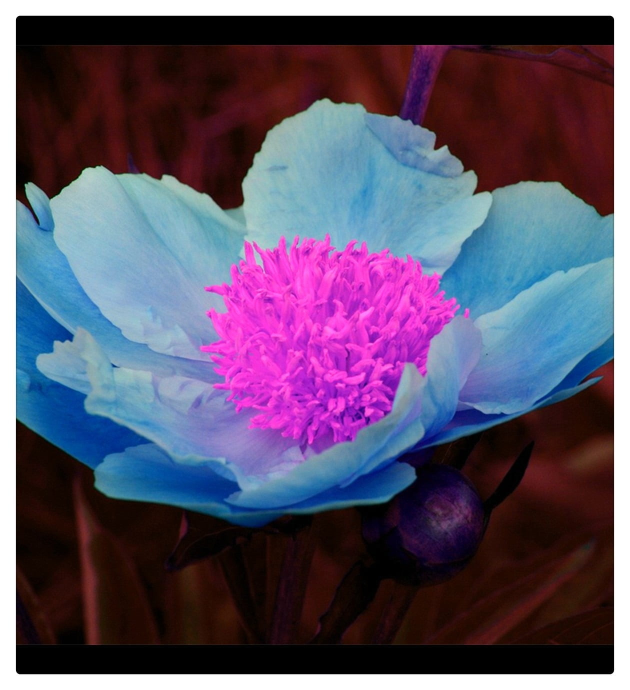 Garden Professional (Peony for Planting ) Simple to Grow Indoor or ...