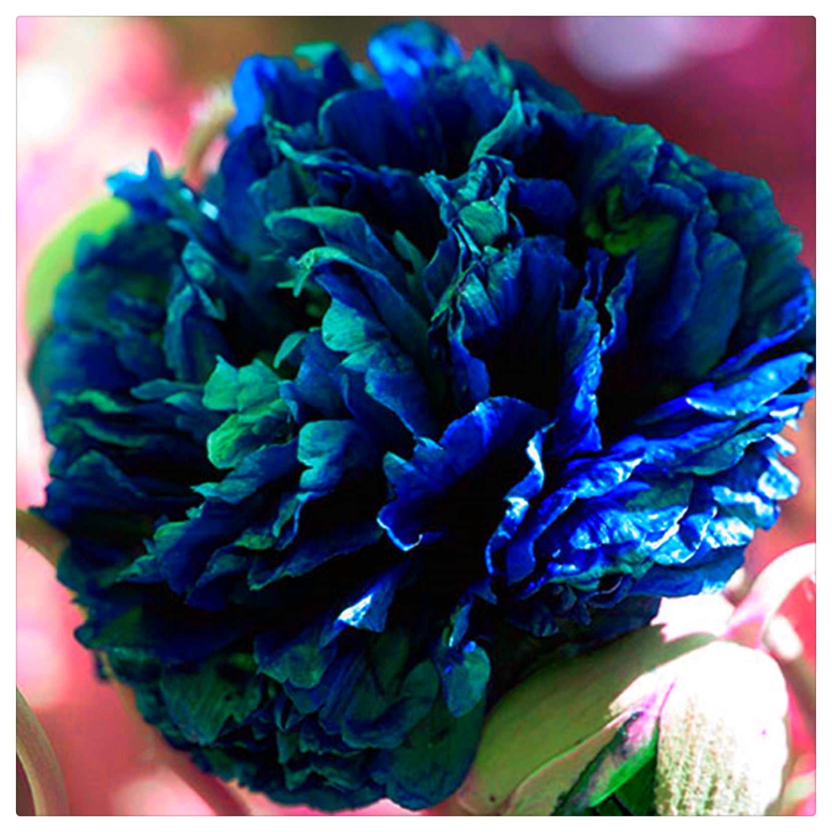 Garden Professional (Peony for Planting ) Simple to Grow Indoor or ...