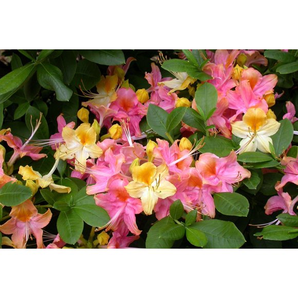 Hirt's Gardens in Patio & Garden - Walmart.com