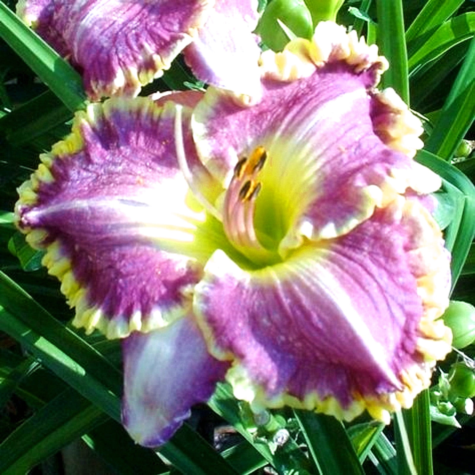 Garden-Ready Daylily Bulbs (Hemerocallis) – Add Texture & Color ...