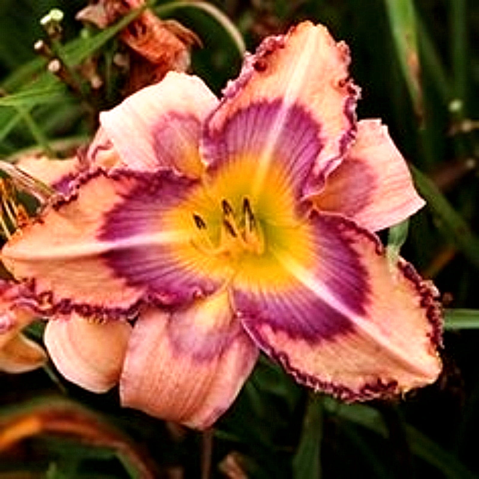 Garden-Ready Daylily Bulbs (Hemerocallis) – Add Texture & Color ...