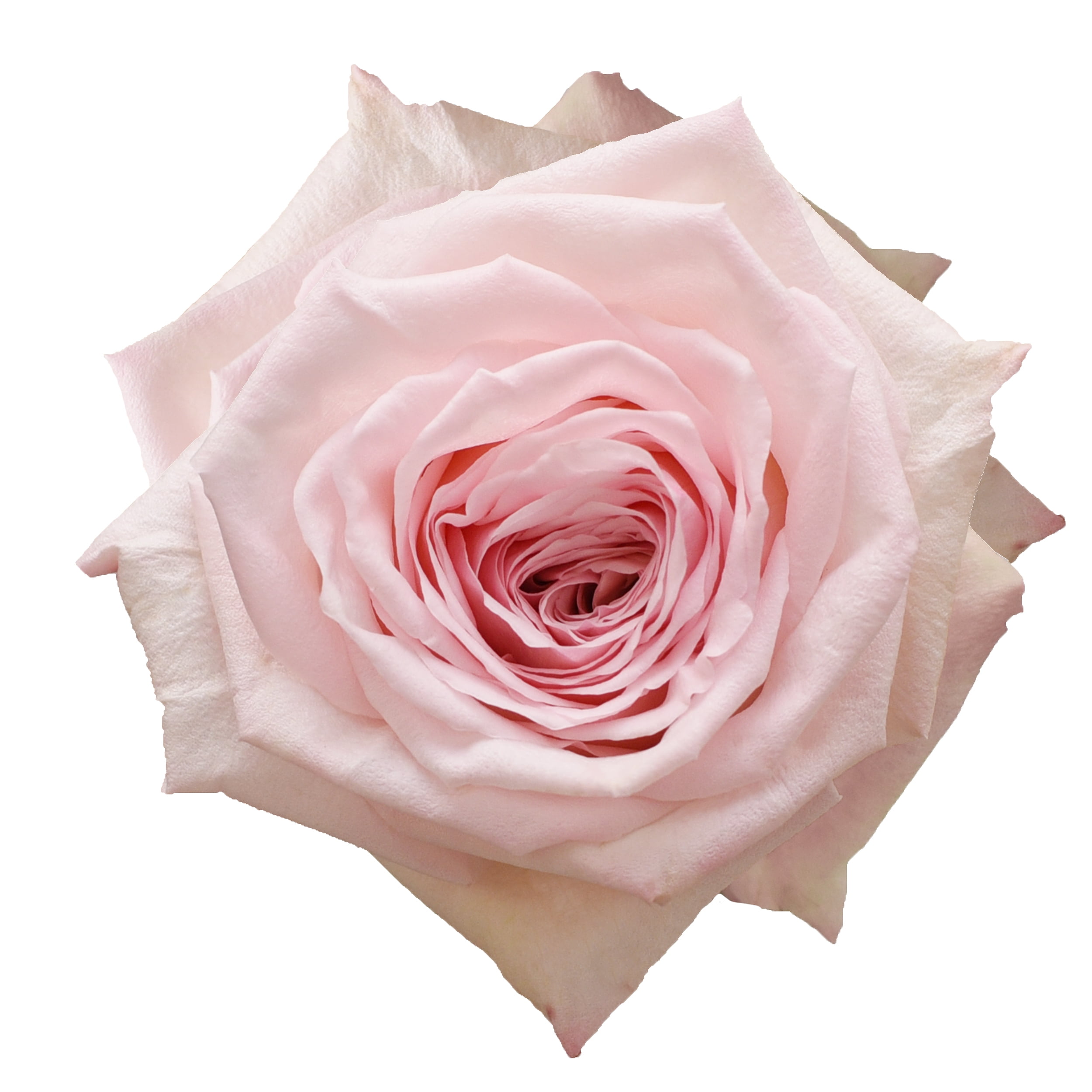 Garden Rose 36 Stems of Pink O'Hara Farm Direct Fresh Cut Flowers by ...