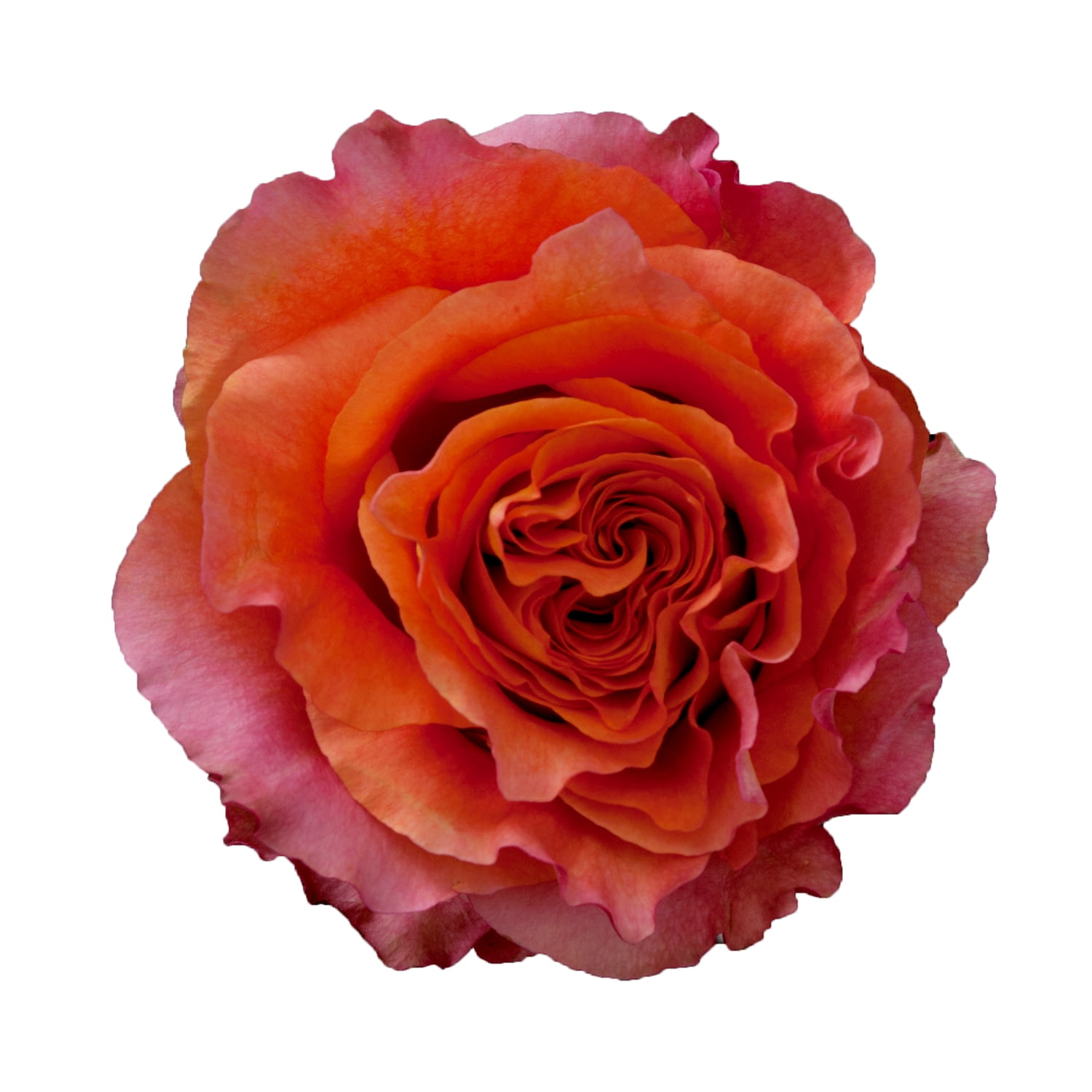 Garden Rose Free Spirit 36 Stems of Orange Farm Direct Fresh Cut ...