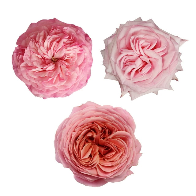 Garden Roses 36 Stems of Light Pink Farm Direct Fresh Cut Flowers by ...